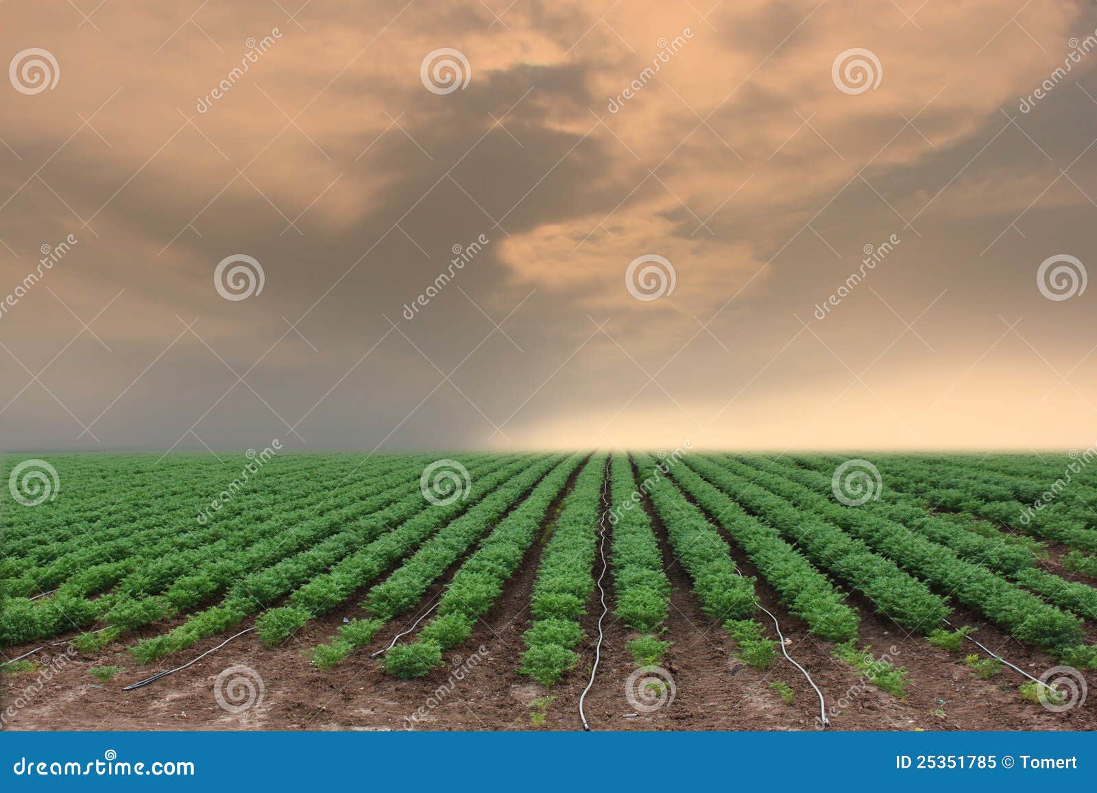 Cultivated Land in a Rural Landscape Stock Image - Image of garden ...