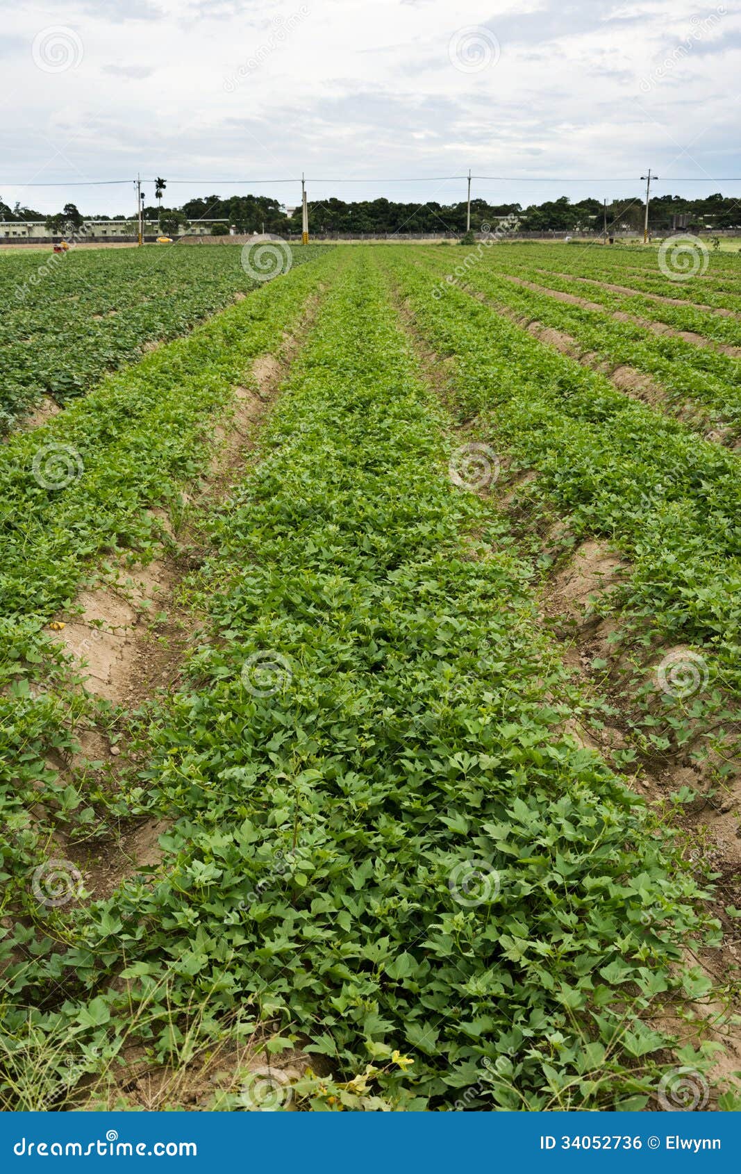 Cultivated land stock photo. Image of meadow, outdoor - 34052736