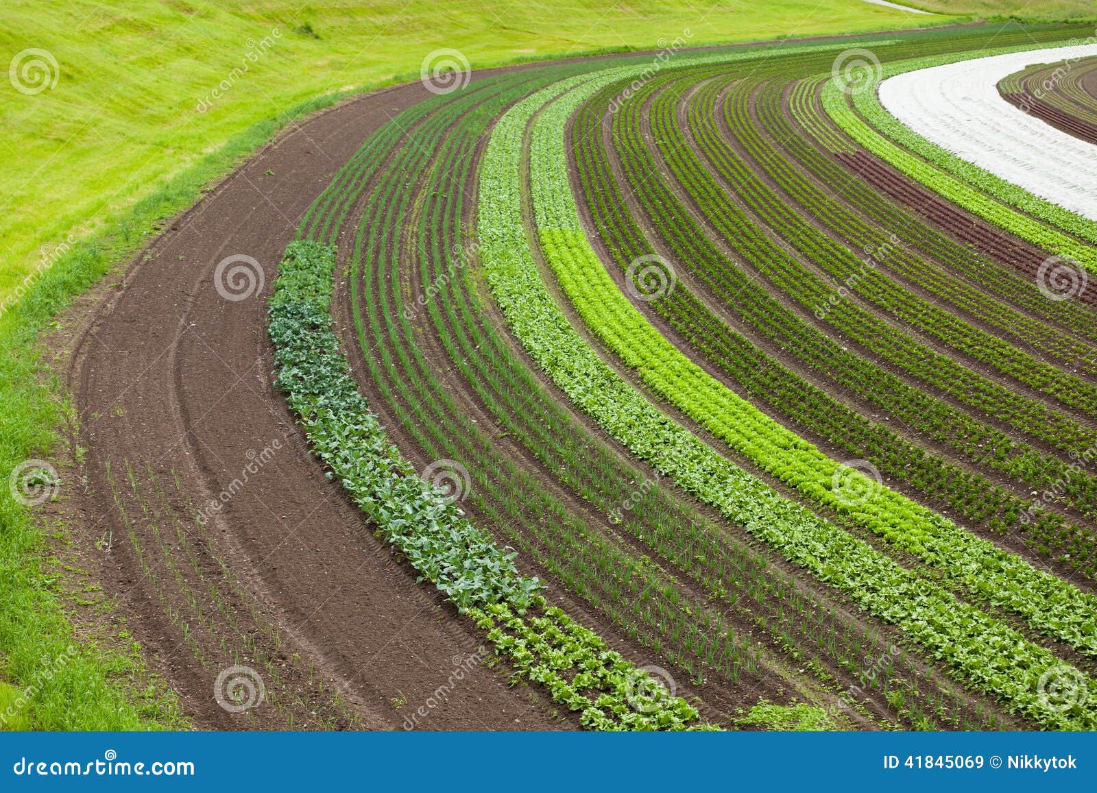 Cultivated Land with Vegetable Patches Stock Image - Image of field ...