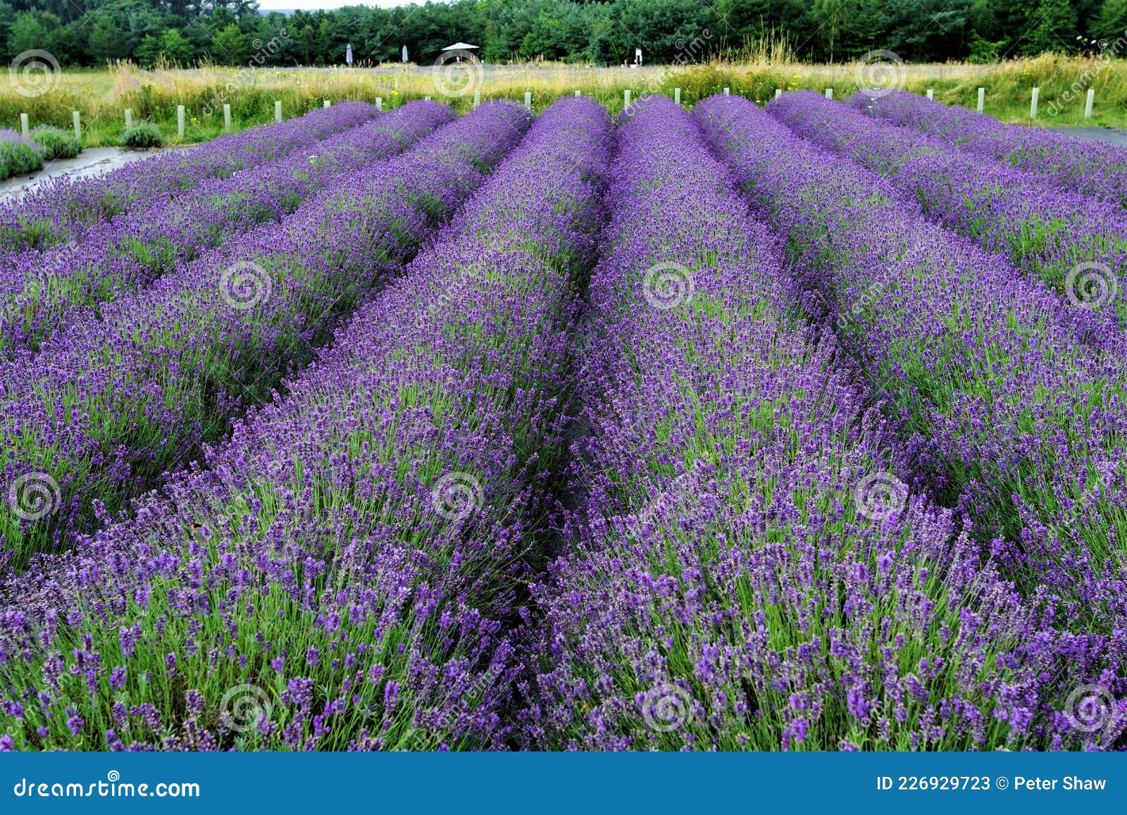 Lavender Field, in North Yorkshire, England. Stock Image - Image of ...
