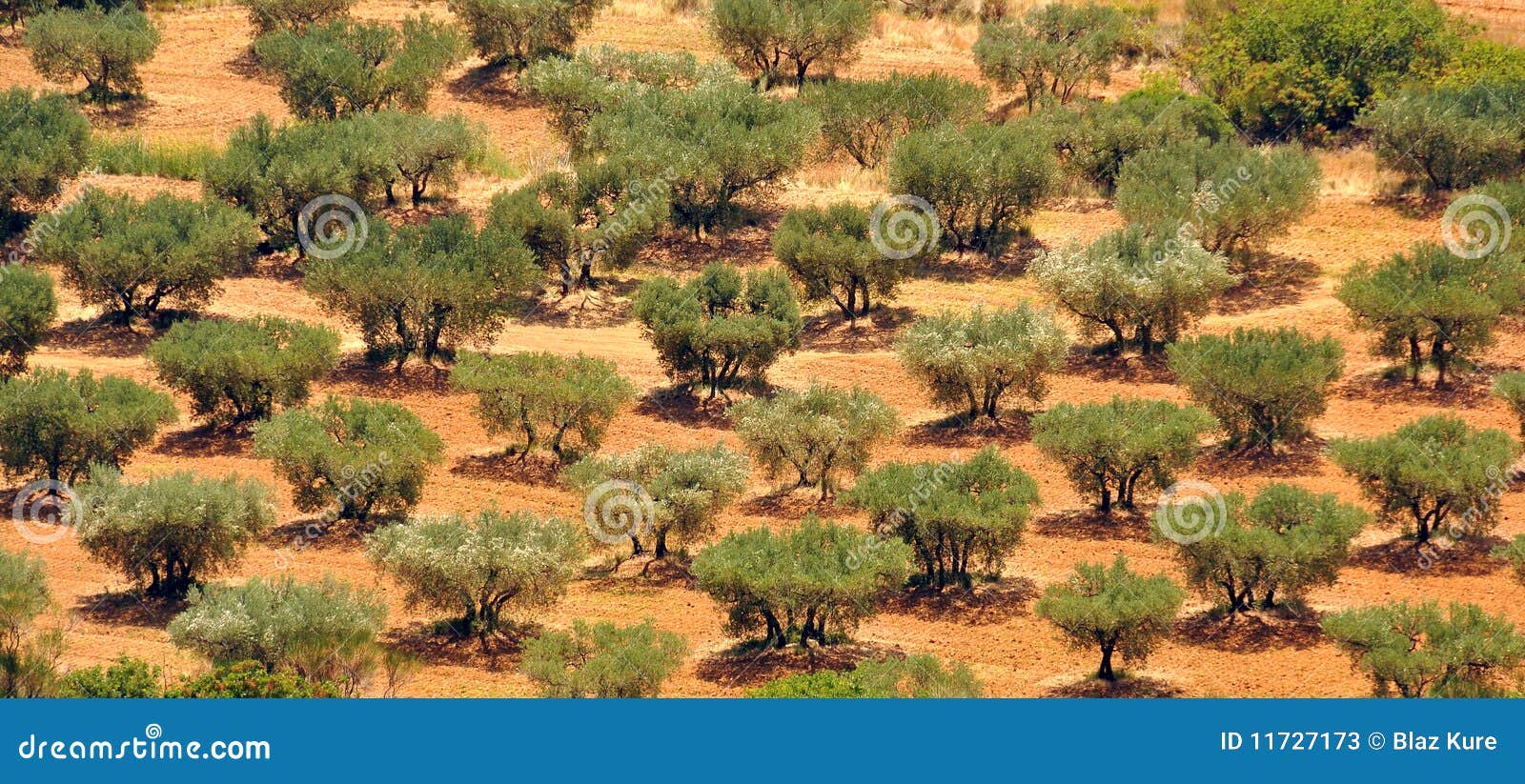 Cultivated Olive trees stock image. Image of dirty, rural - 11727173