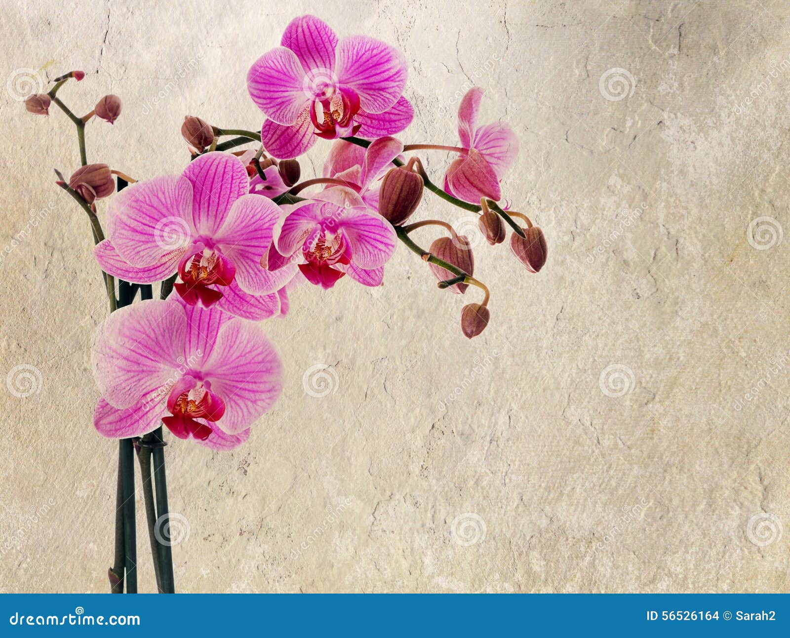 Cultivated Orchid Closeup on Rustic Background Stock Photo - Image of ...