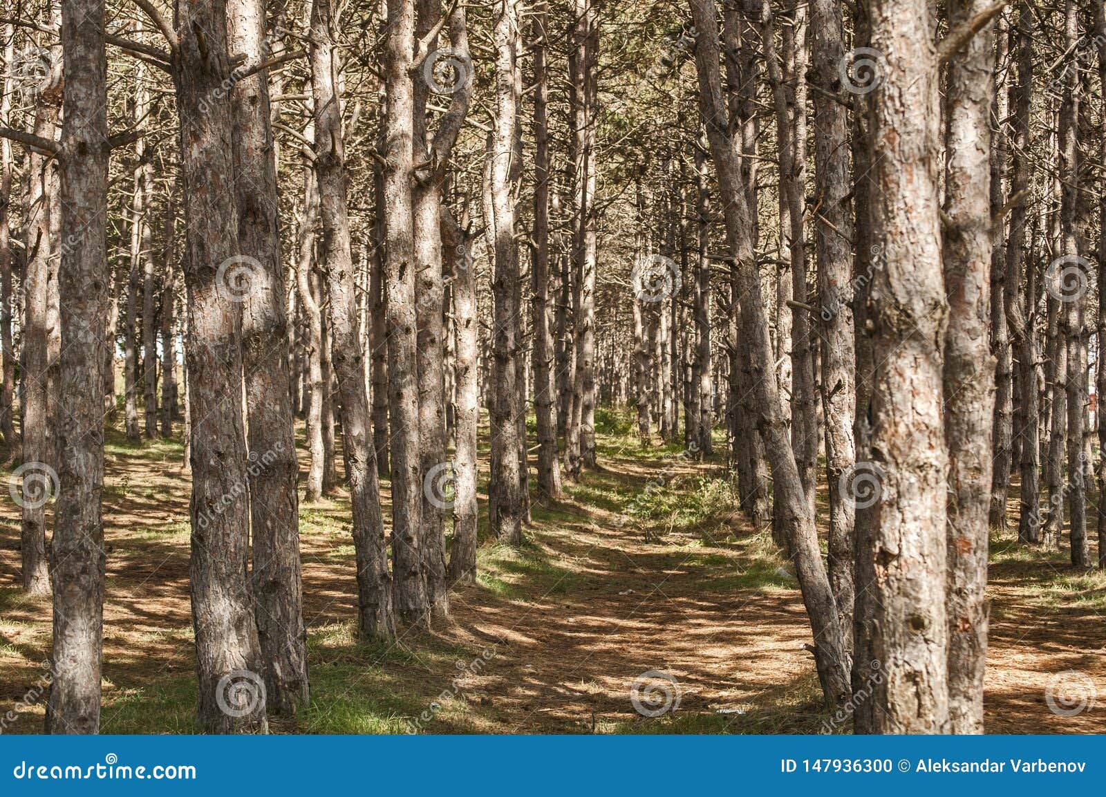 Cultivated pine forest stock photo. Image of spruce - 147936300
