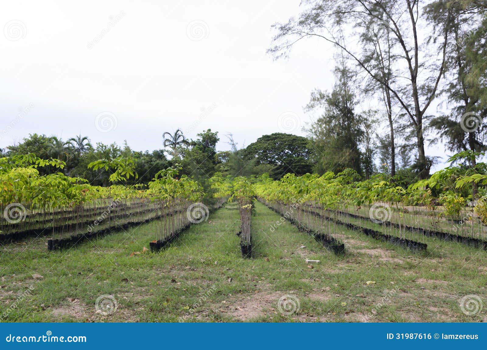 Cultivated plant stock photo. Image of light, rural, environment - 31987616