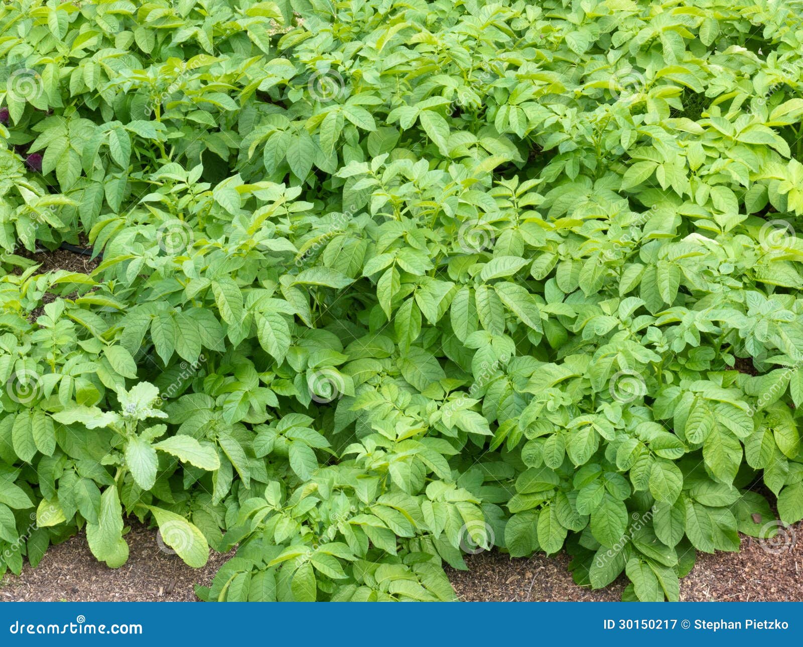 Healthy Homegrown Organic Potatoe Plants Stock Image - Image of garden ...