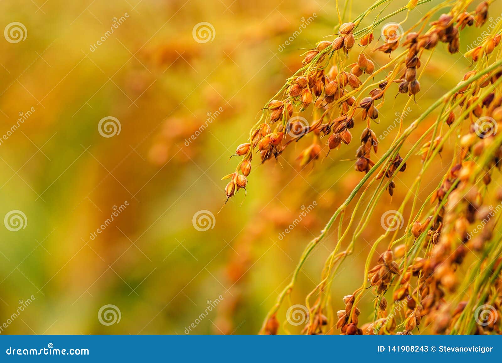 Cultivated proso millet stock image. Image of close - 141908243