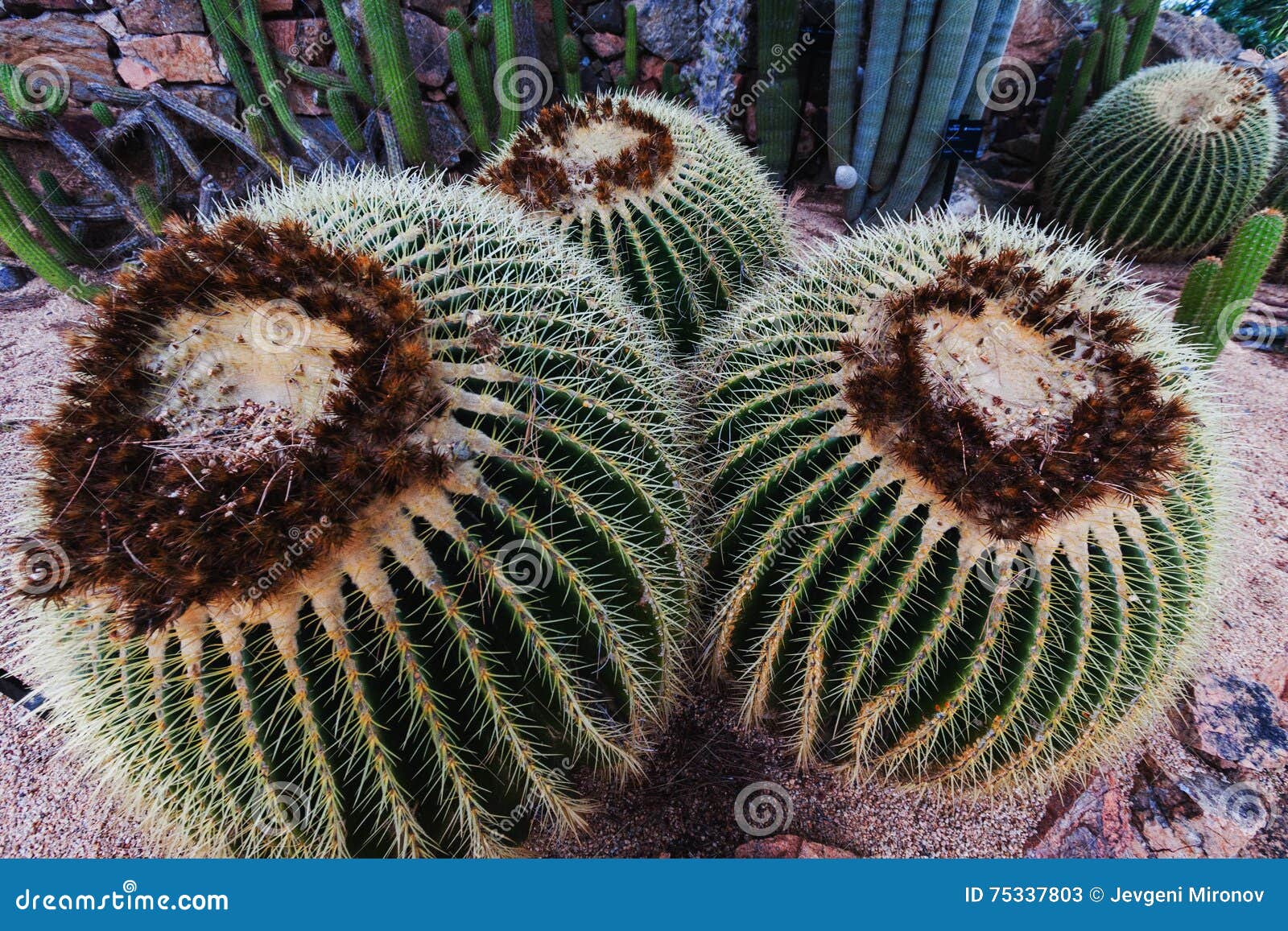 Cultivated Species of Cactus with Long Spines Stock Image - Image of ...