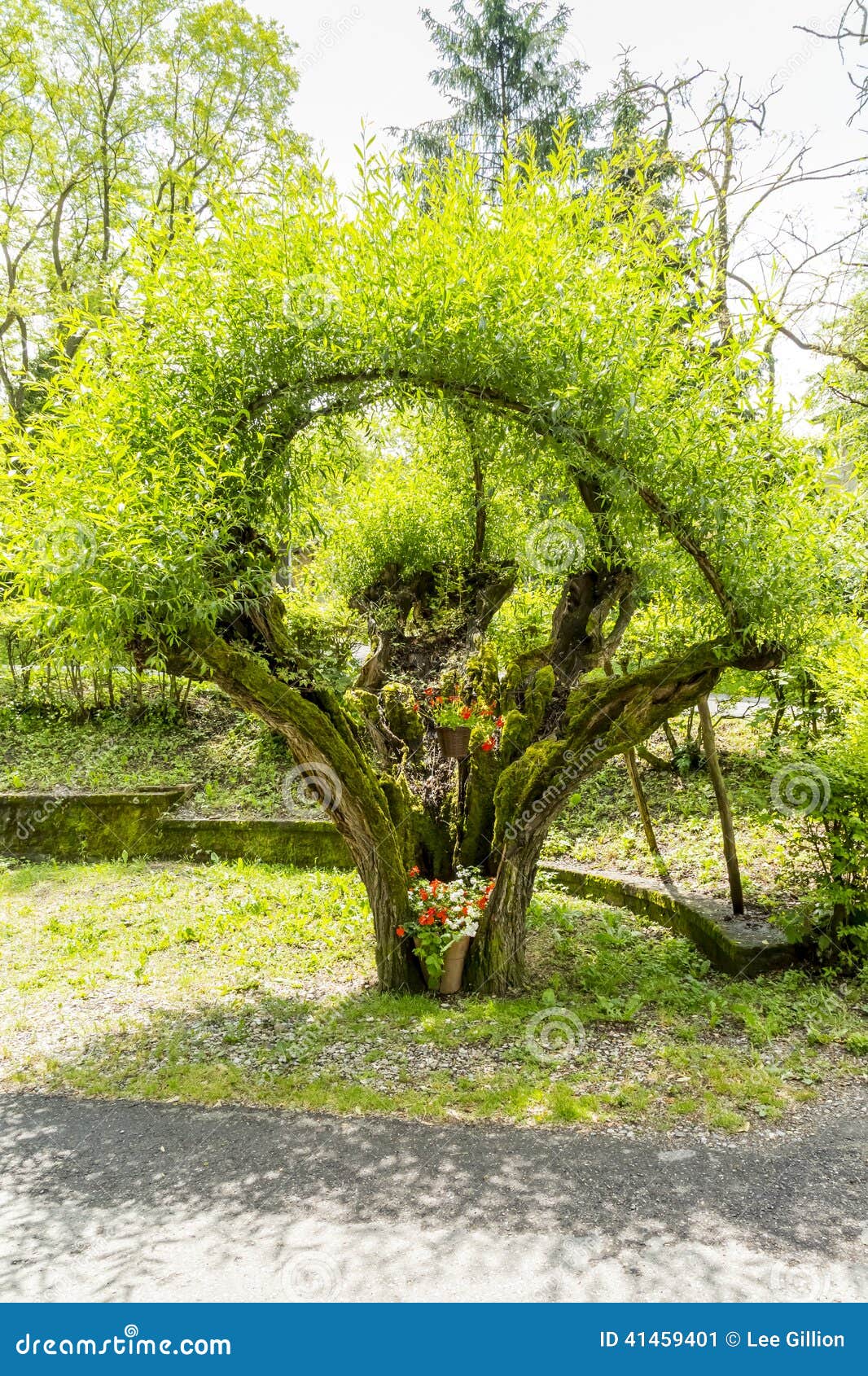 Cultivated Tree. stock image. Image of cultivate, pots - 41459401