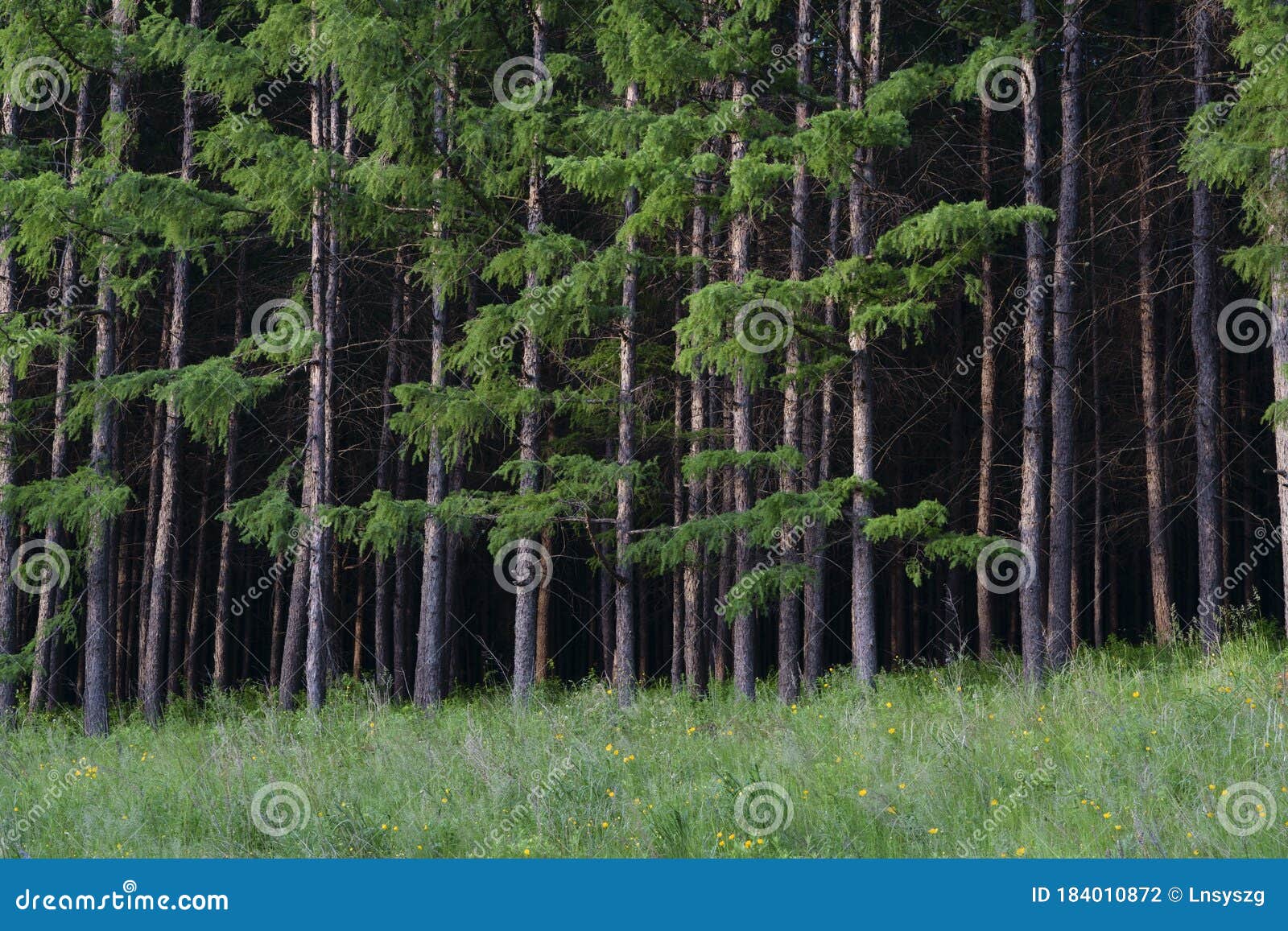 Cultivated trees stock photo. Image of branches, forests - 184010872