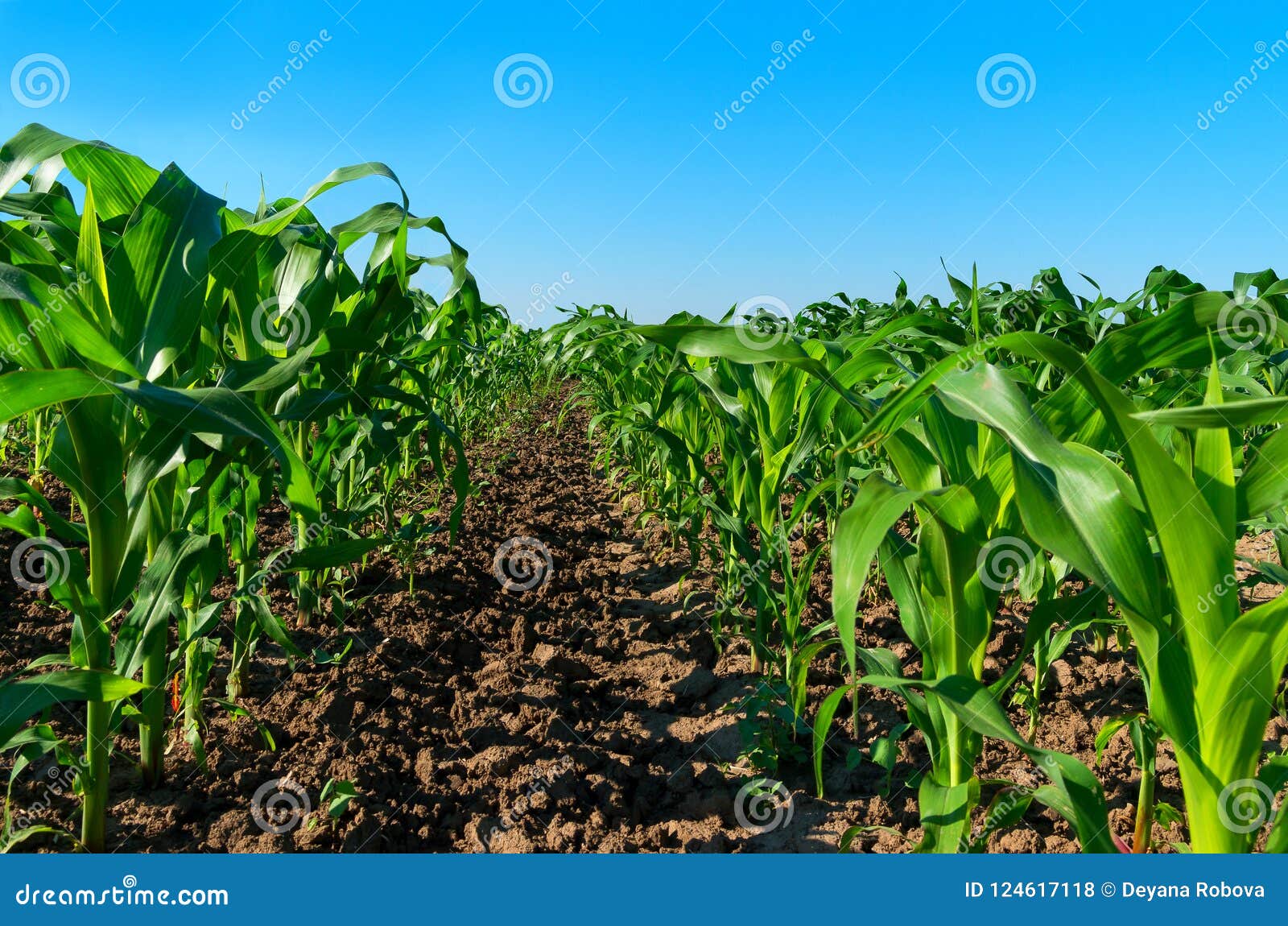 Cultivated young corn stock photo. Image of plant, background - 124617118