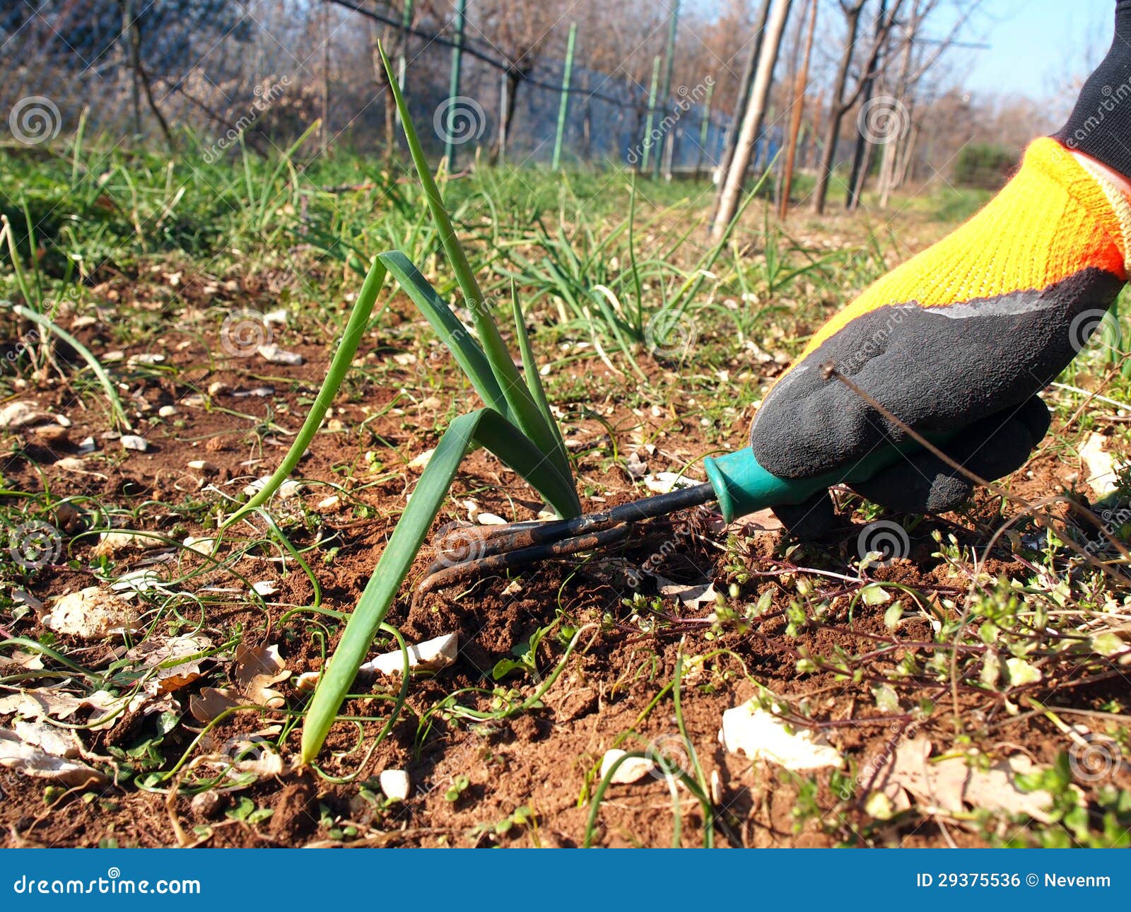 Cultivating stock photo. Image of land, handle, gardening - 29375536