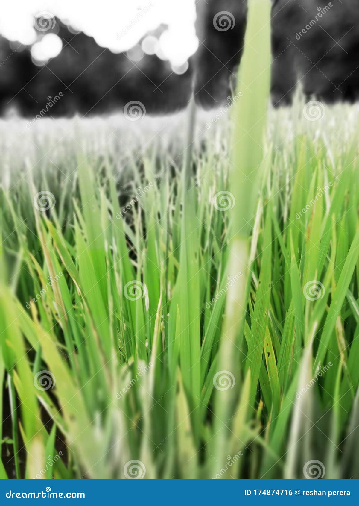 Cultivating of harvest stock photo. Image of plant, harvest - 174874716