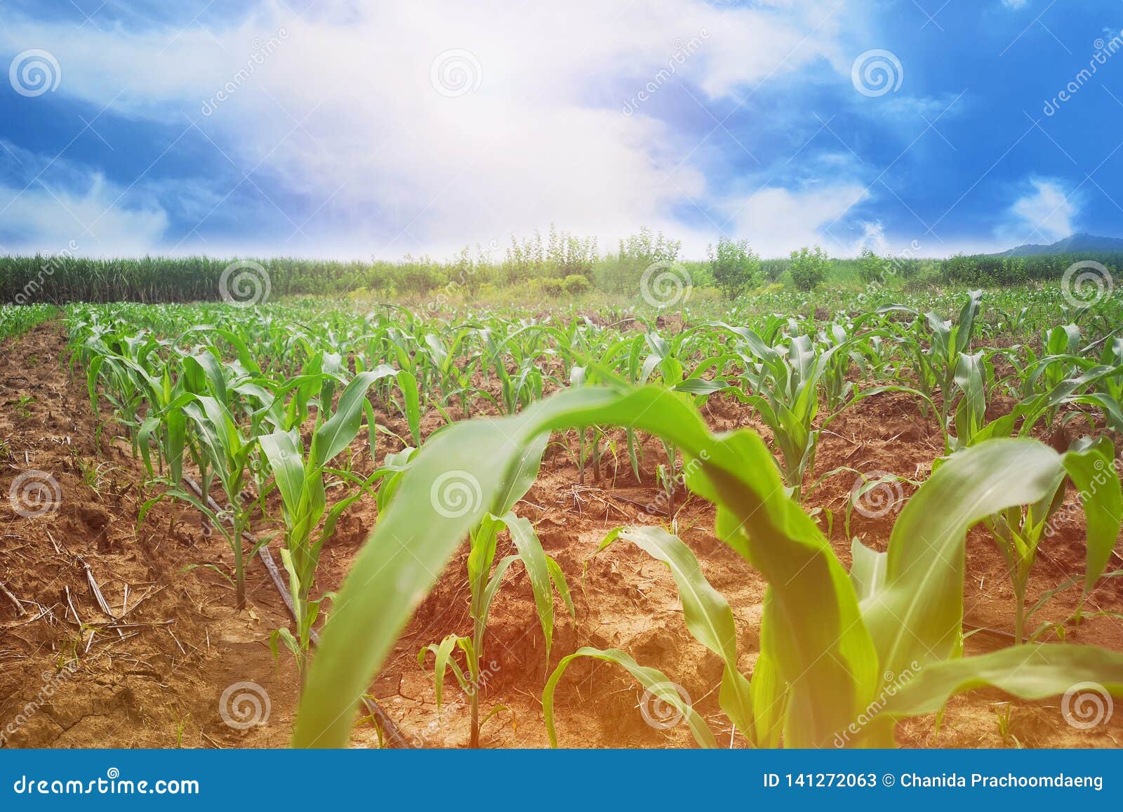 Cultivation Area Morning Corn Field Growing Bright and Empty Space for ...