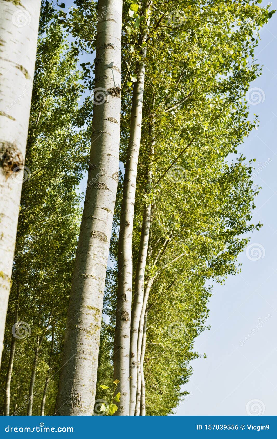 Cultivation of aspen trees stock photo. Image of common - 157039556