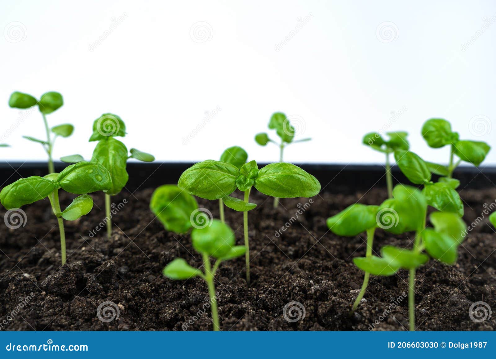 The Cultivation of Basil. Young Sprouts in the Ground, Side View Stock ...