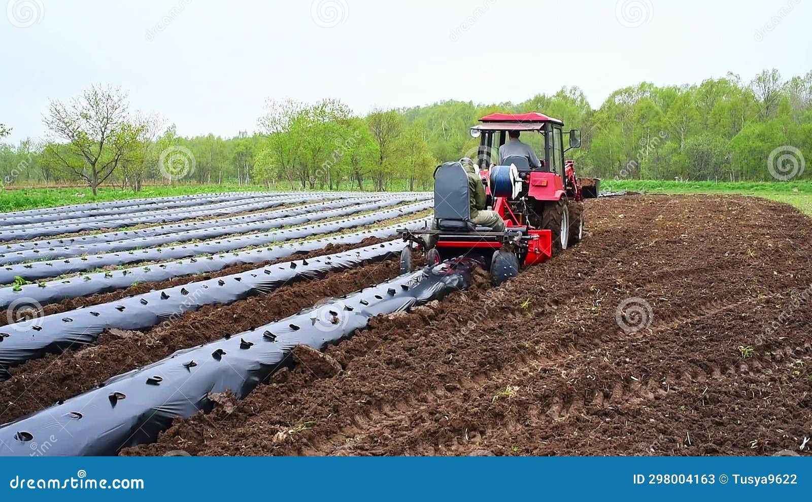 Cultivation of Berries and Vegetables Using Mulching Method Stock Video ...