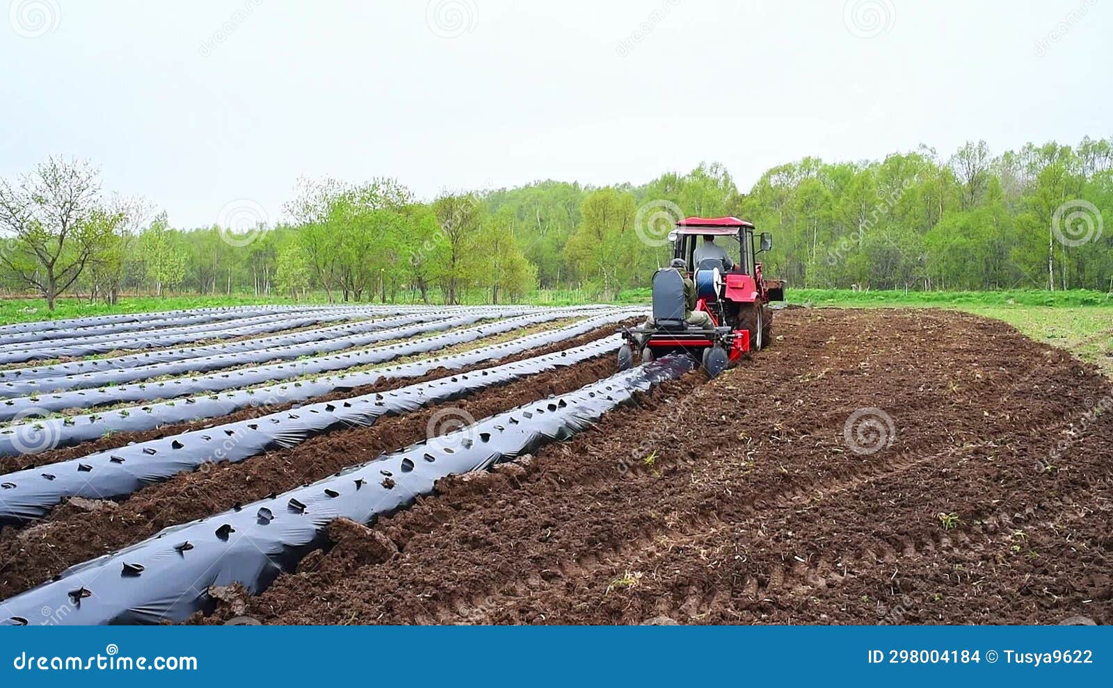 Cultivation of Berries and Vegetables Using Mulching Method Stock ...
