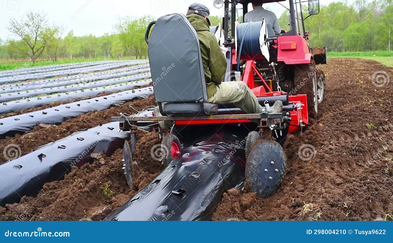 Cultivation of Berries and Vegetables Using Mulching Method Stock ...
