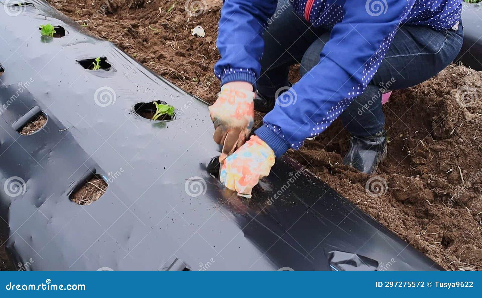 Cultivation of Berries and Vegetables Using Mulching Method Stock ...