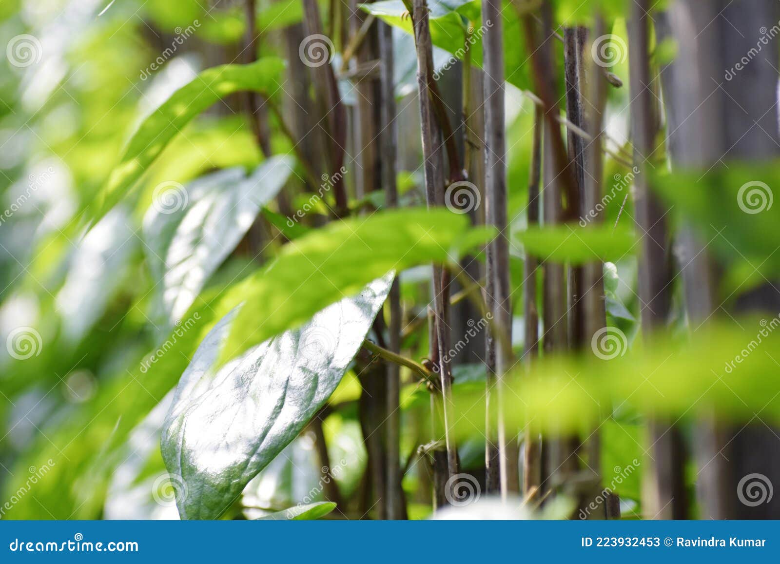 Cultivation of Betel in India Stock Image - Image of outdoors, plant ...