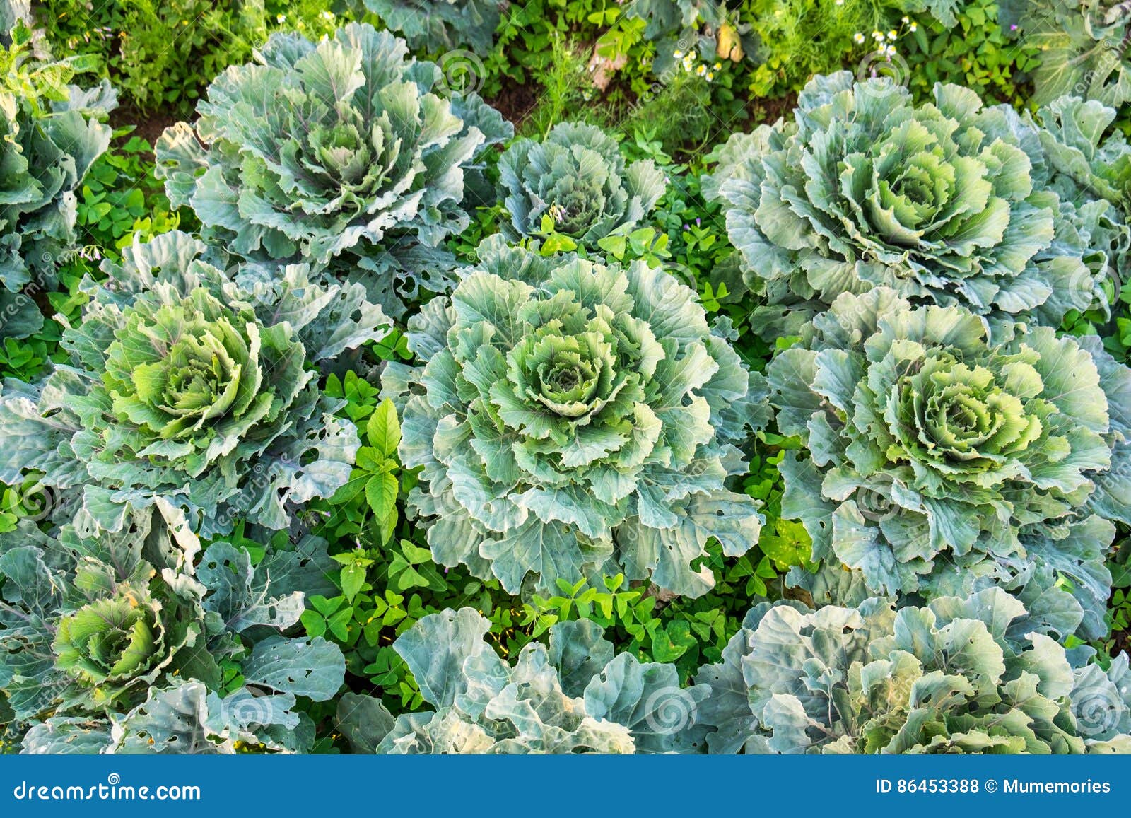 Cultivation Cabbage Bloom Growing Stock Photo - Image of healthy ...