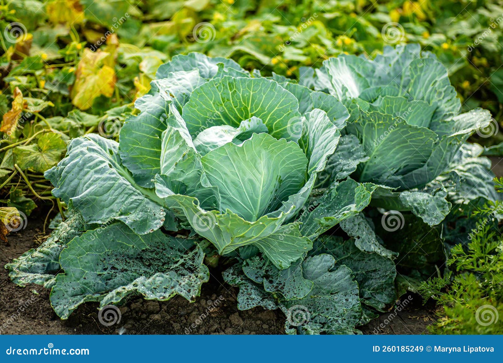 Cultivation of Cabbage. Cabbage Head Growing on Vegetable Bed in Garden ...