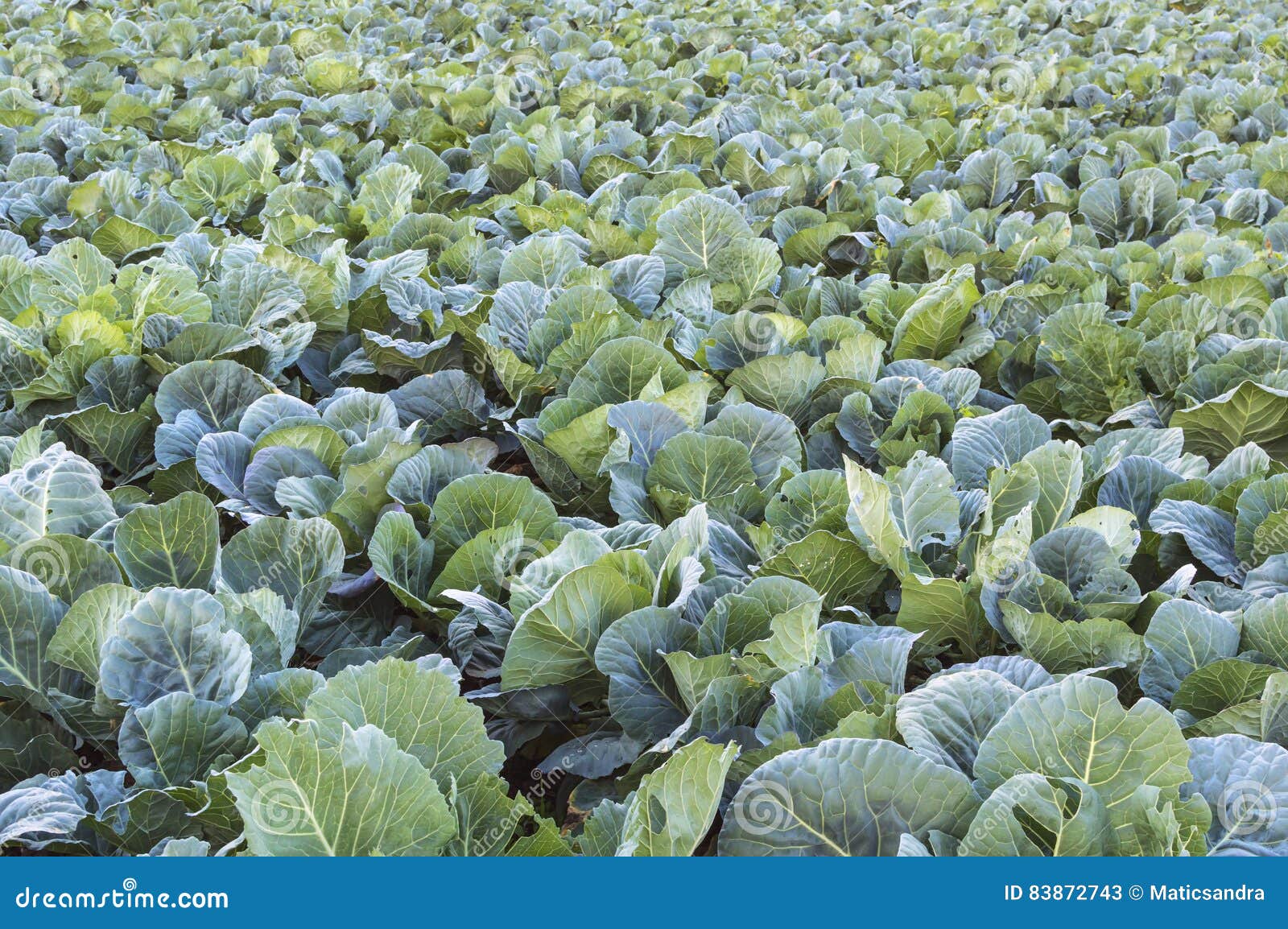 Cultivation of Cabbage in an Open Ground in the Field. Stock Image ...