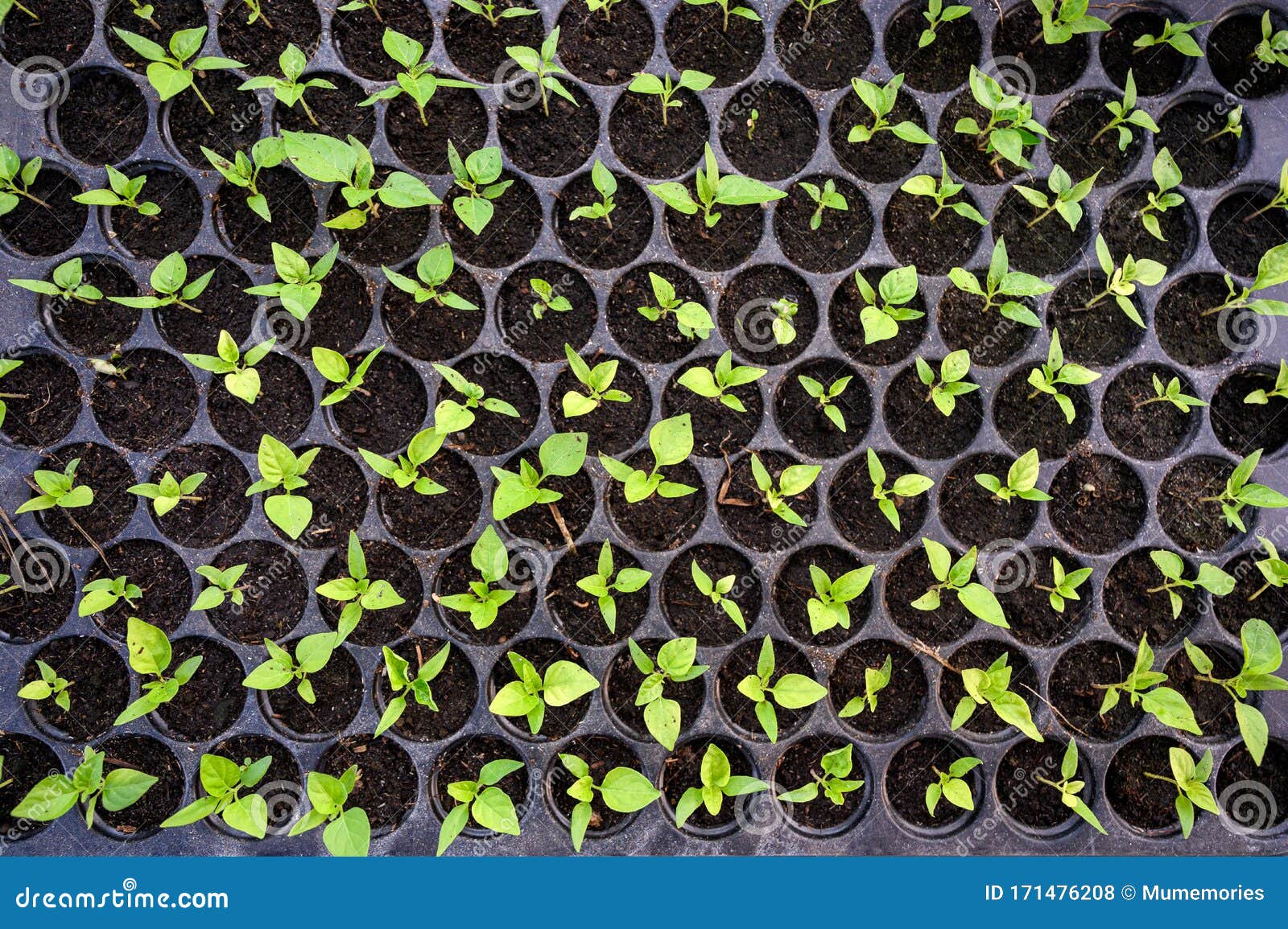 Cultivation Chilli Sprout in Soil Tray Stock Photo - Image of farming ...