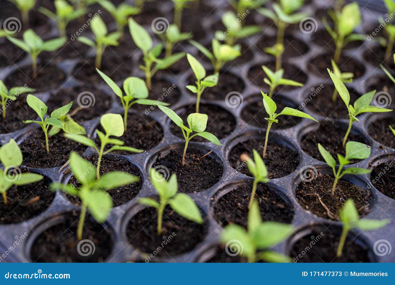 Cultivation Chilli Sprout in Soil Tray Stock Image - Image of leaf ...