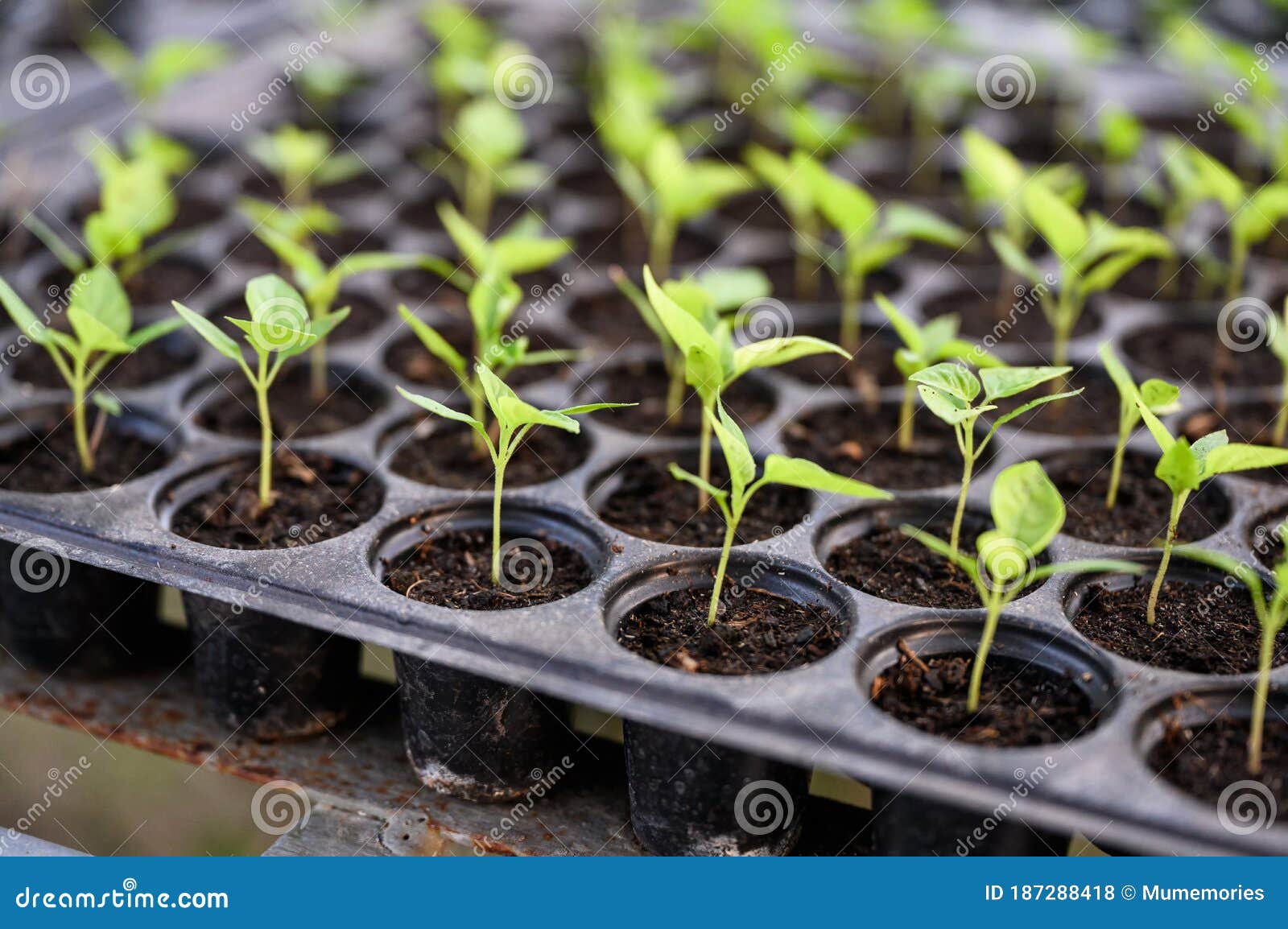 Cultivation Chilli Sprout in Soil Tray Stock Photo - Image of farming ...