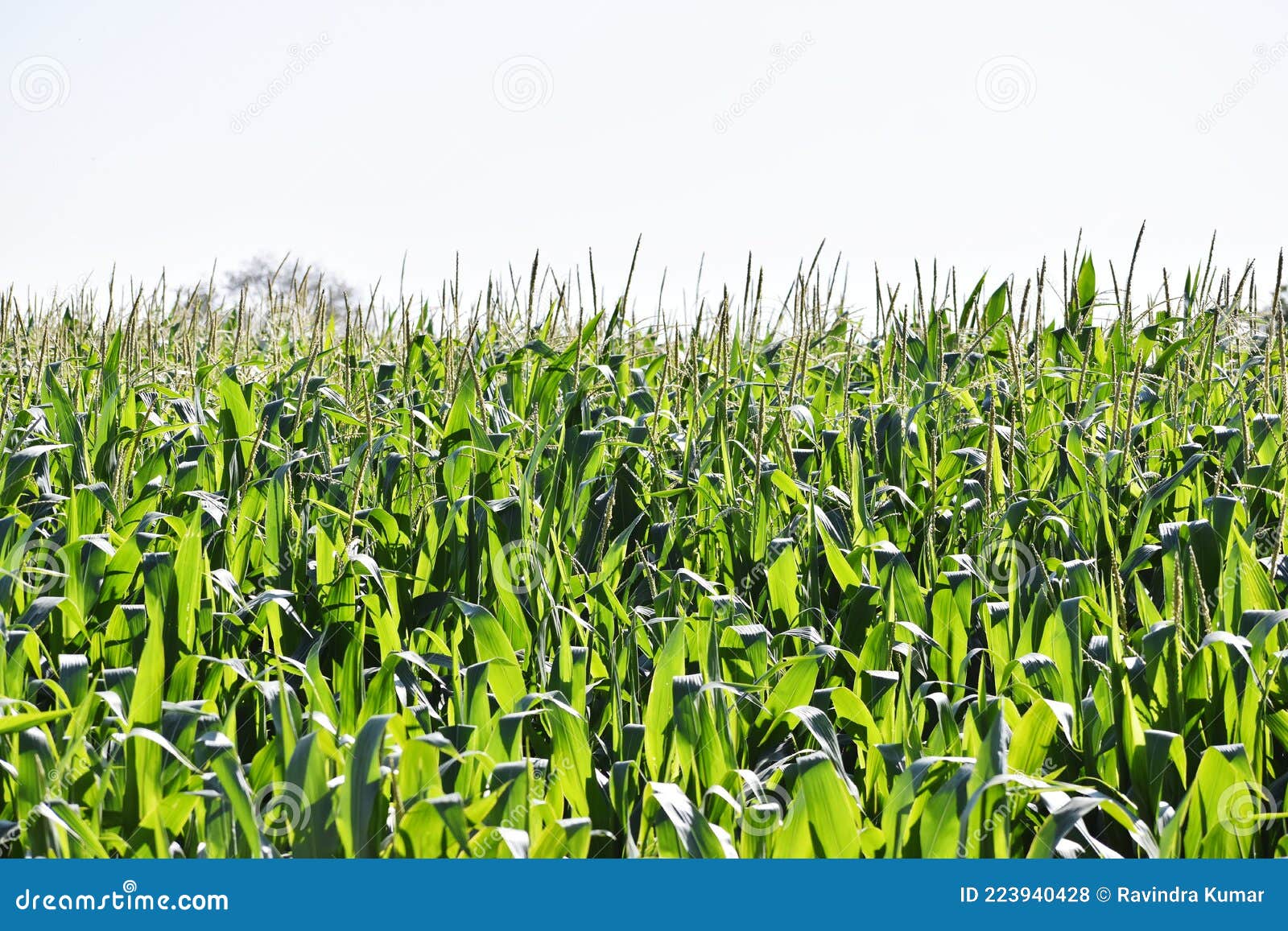 Cultivation of Corn Crop in India Stock Photo - Image of corn, green ...