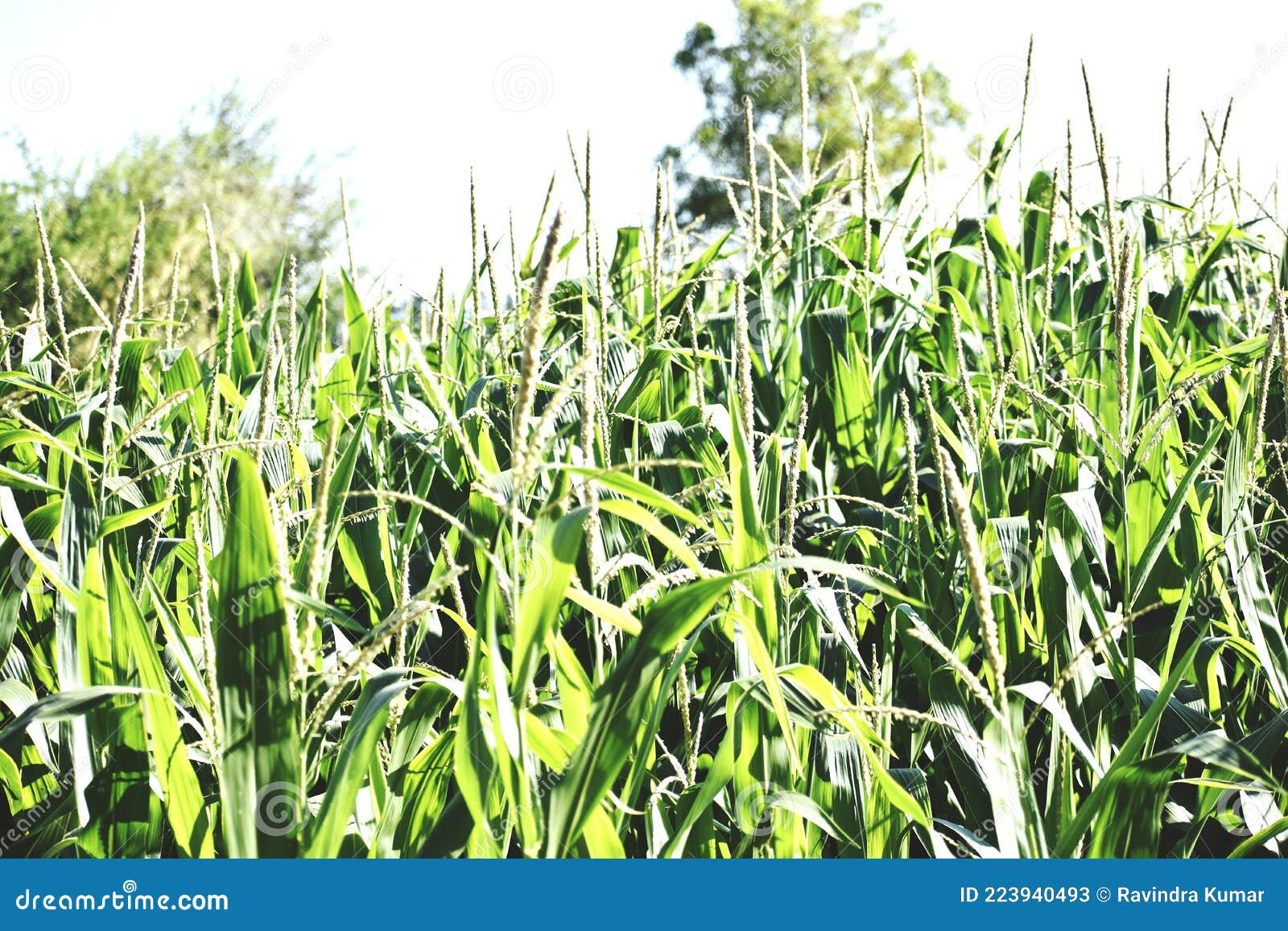 Cultivation of Corn Crop in India Stock Image - Image of agriculture ...