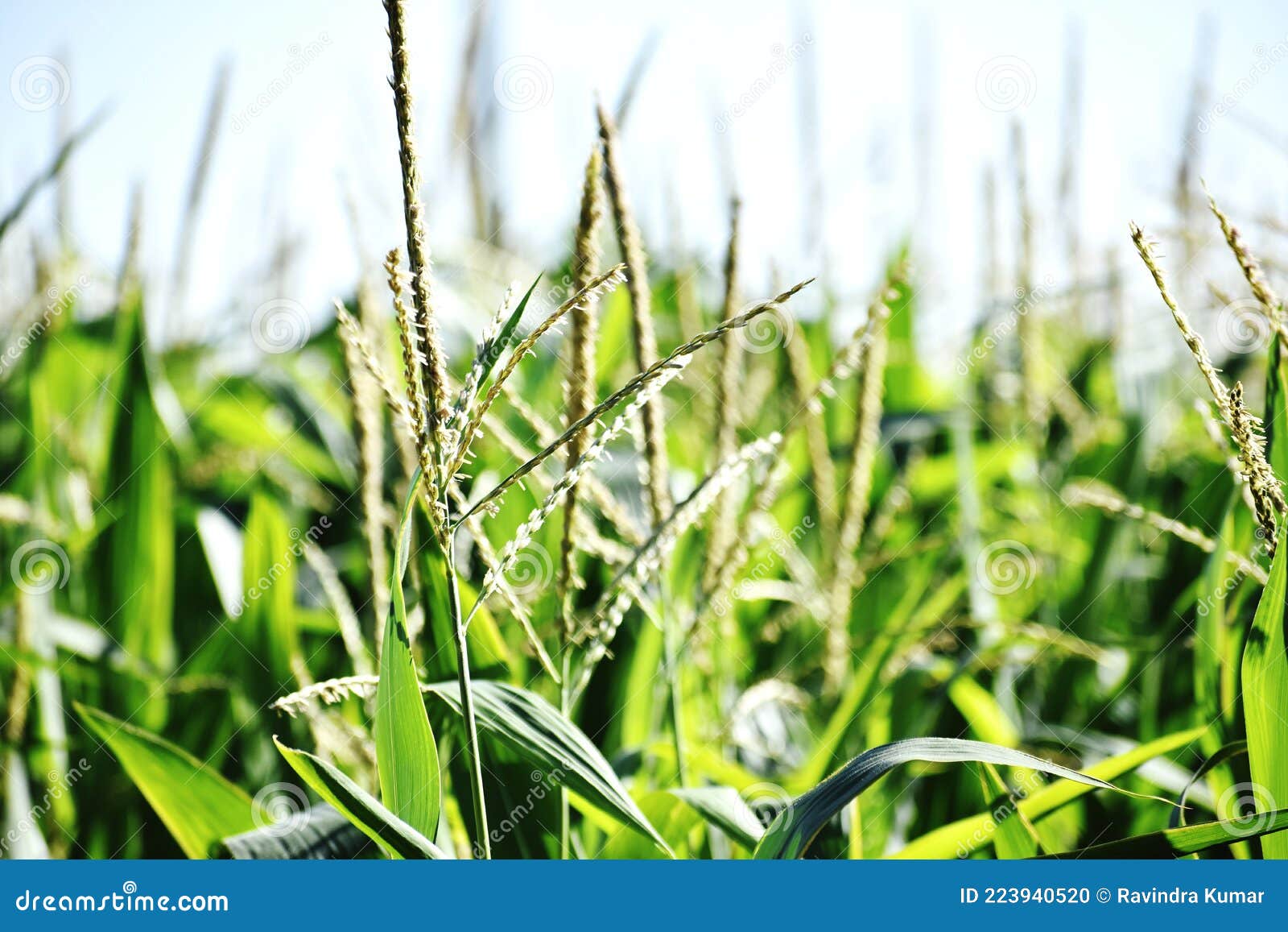 Cultivation of Corn Crop in India Stock Photo - Image of crop, green ...