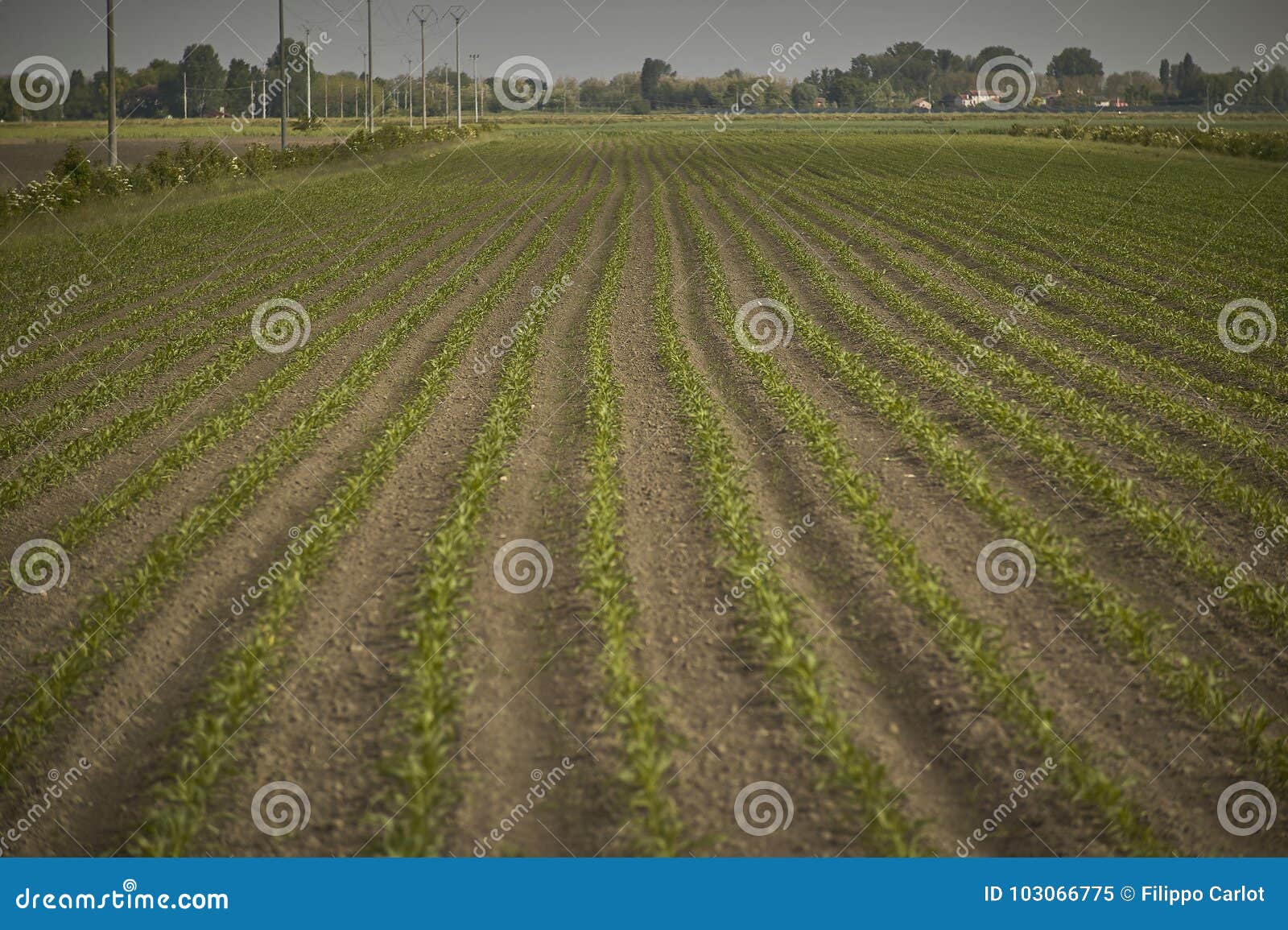 Cultivation of corn stock image. Image of countryside - 103066775