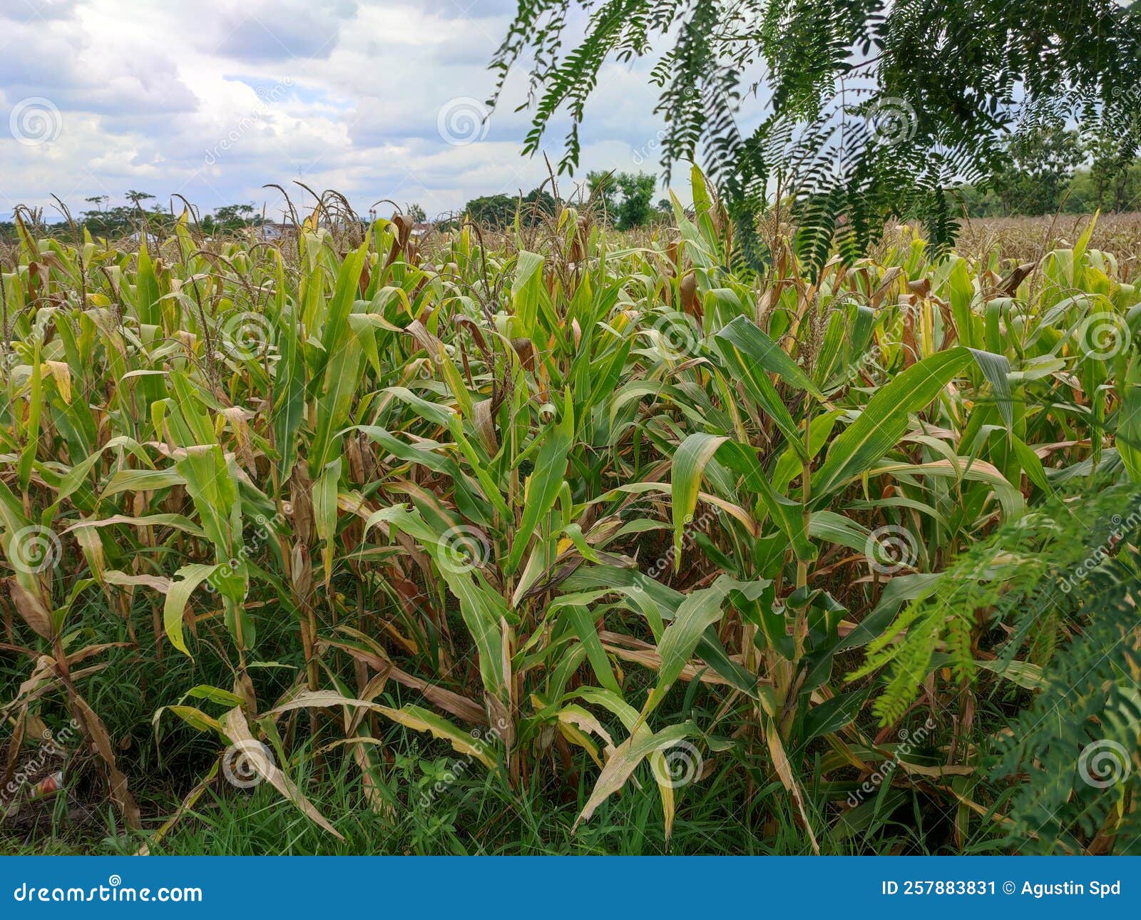 Cultivation of Corn Food Crops in Rice Fields Stock Image - Image of ...