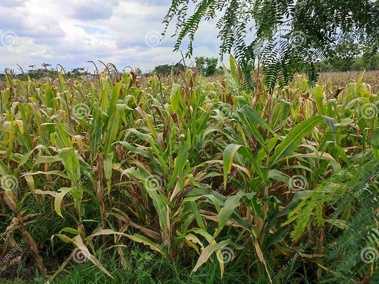 Cultivation of Corn Food Crops in Rice Fields Stock Image - Image of ...