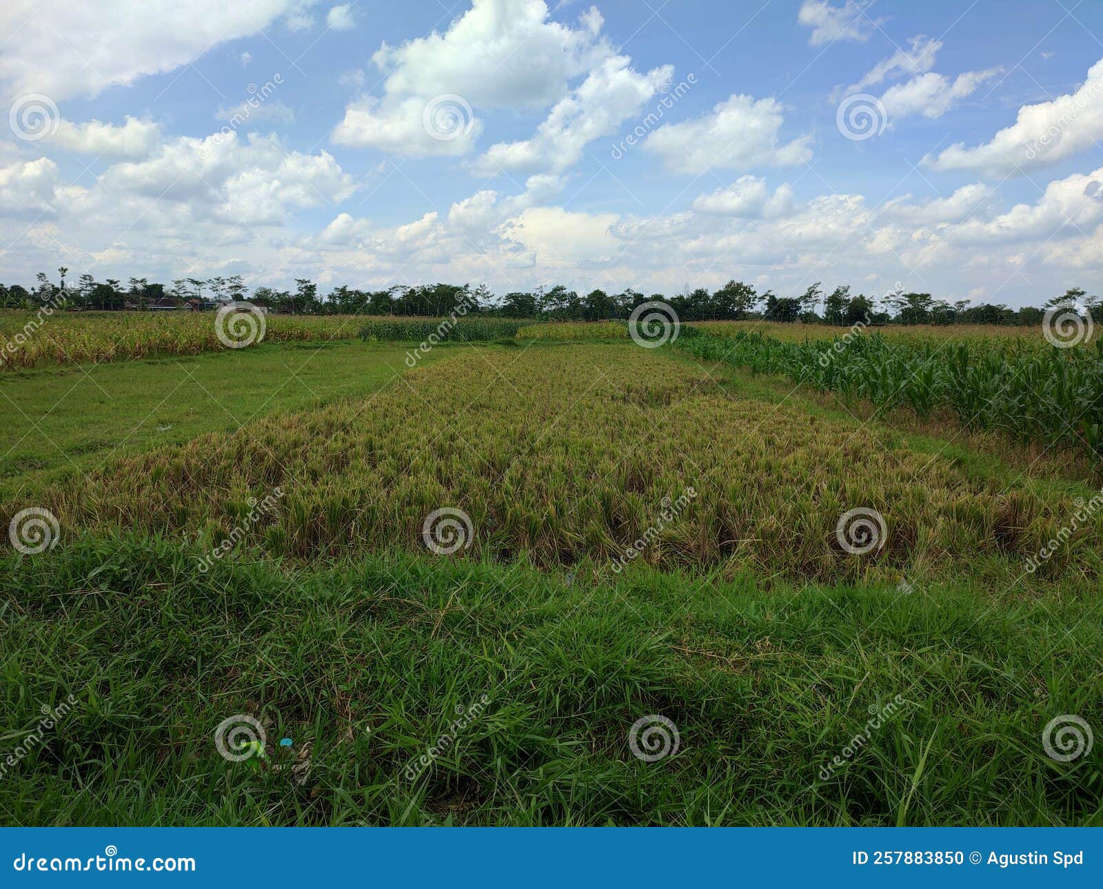 Cultivation of Corn Food Crops in Rice Fields Stock Photo - Image of ...