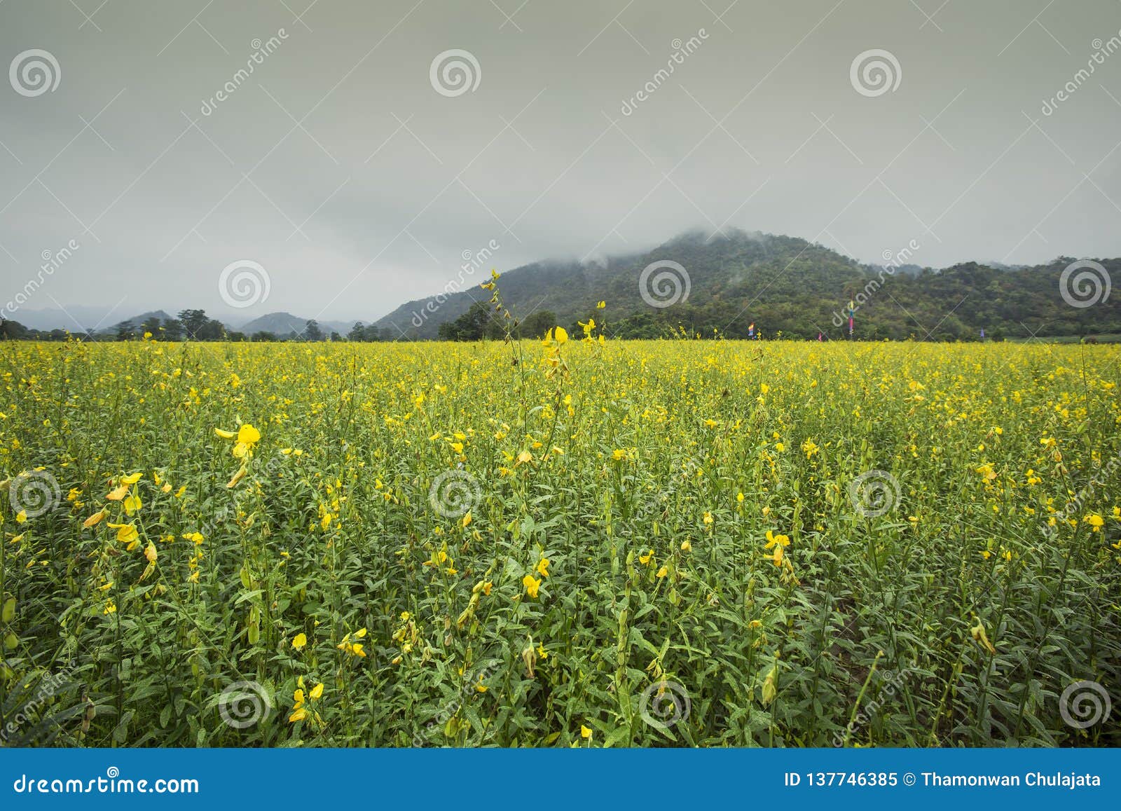 Cultivation CROTALARIA JUNCEA, SunHemp Stock Image - Image of ...