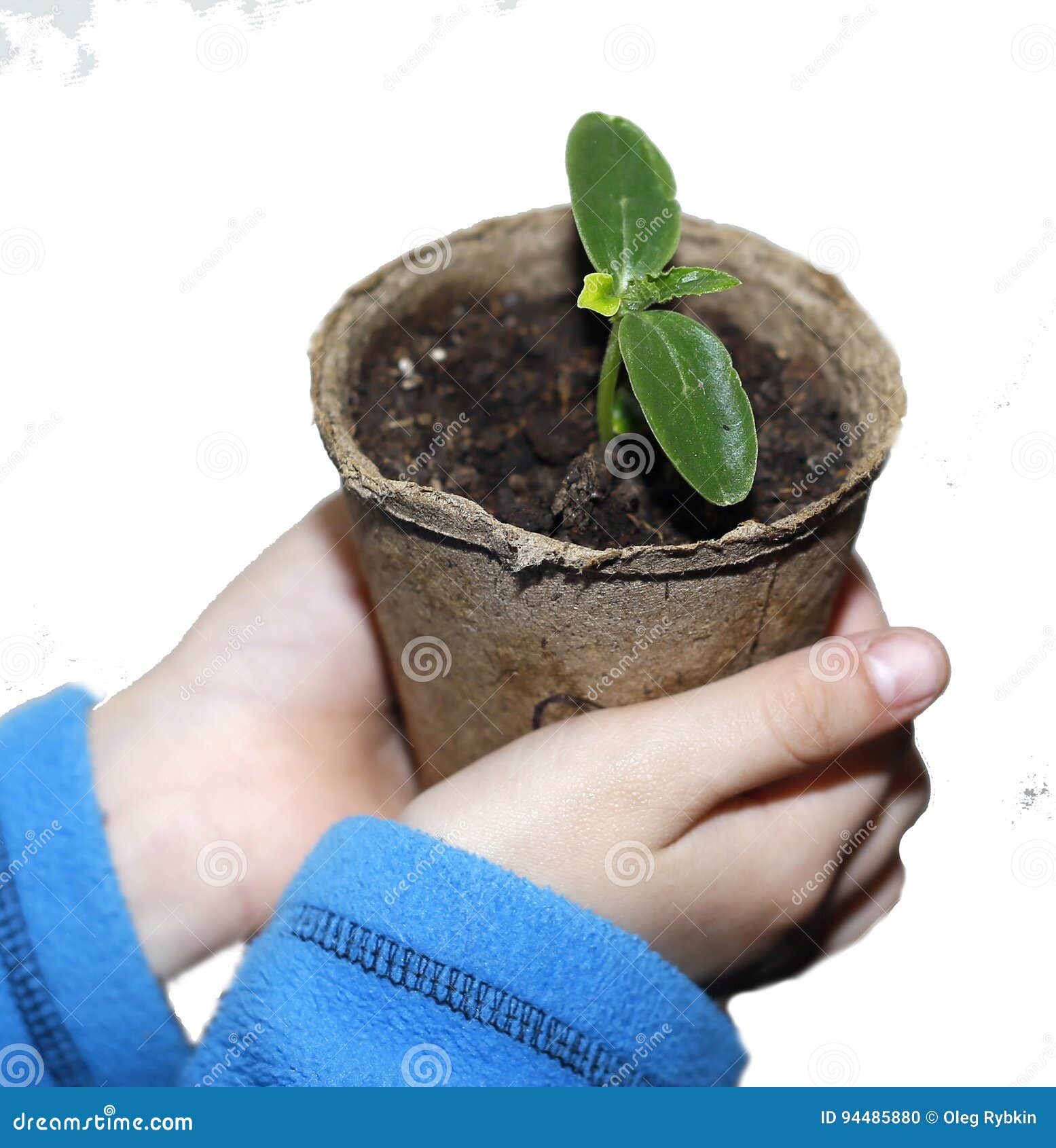 Cultivation of Cucumber. Germination of the Shoot. Stock Photo - Image ...