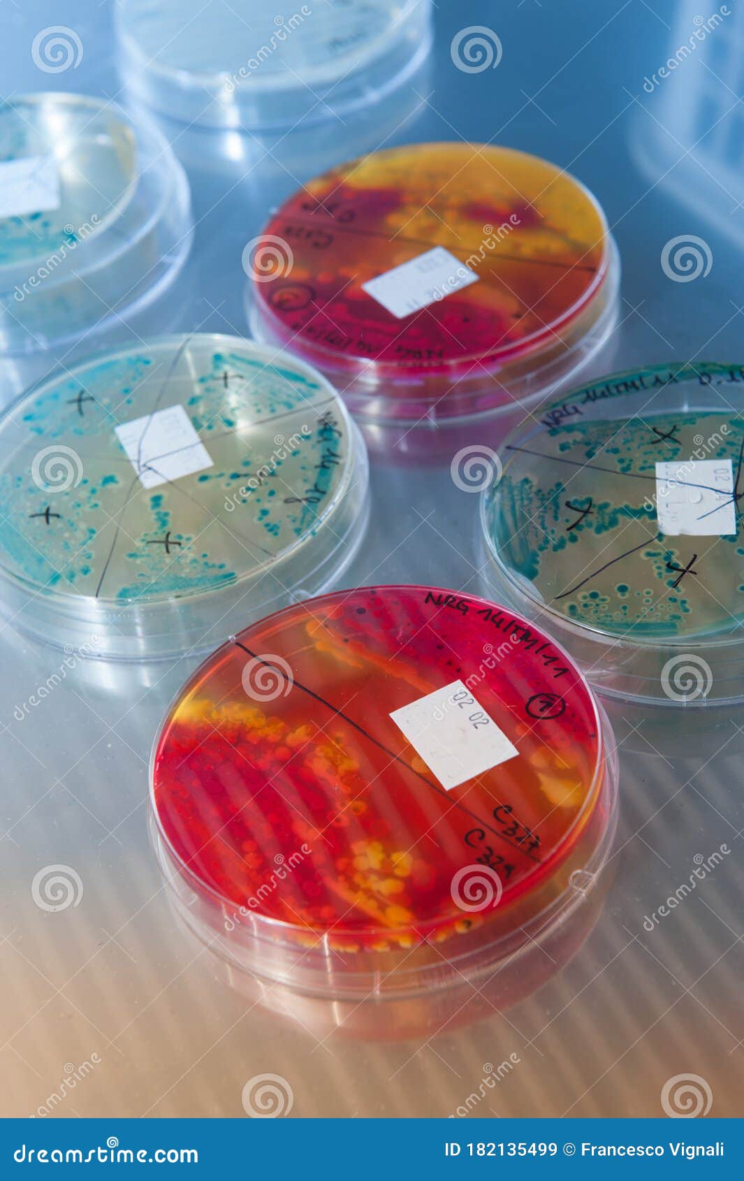 Cultivation Of Bacteria On Agar In Sterile Box. Royalty-Free Stock ...
