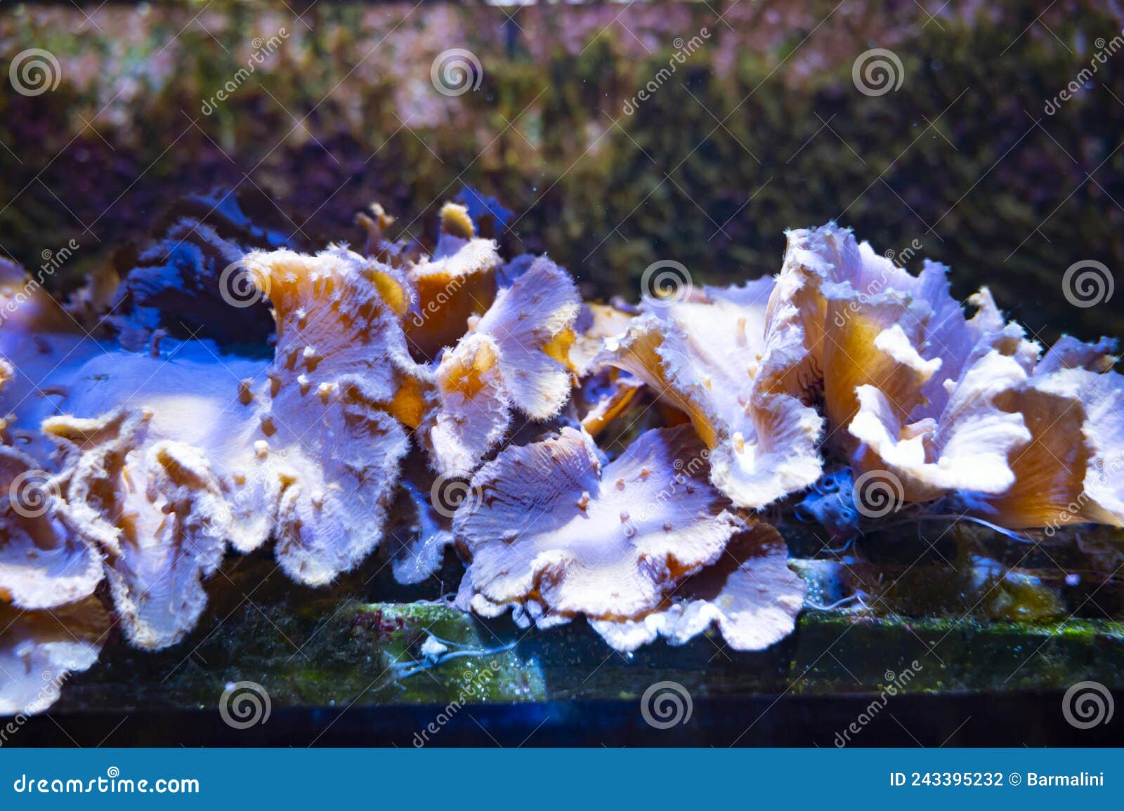 Cultivation of Different Corals on Underwater Coral Farm Stock Photo ...