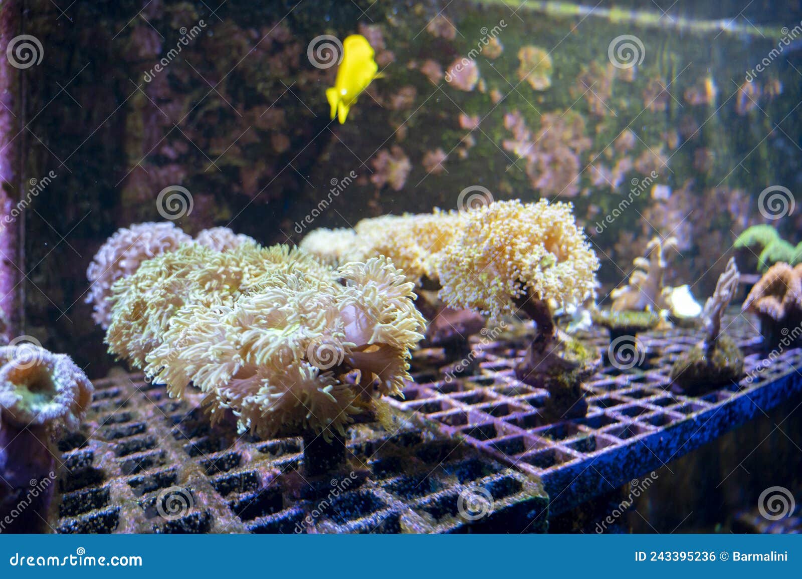 Cultivation of Different Corals on Underwater Coral Farm Stock Photo ...