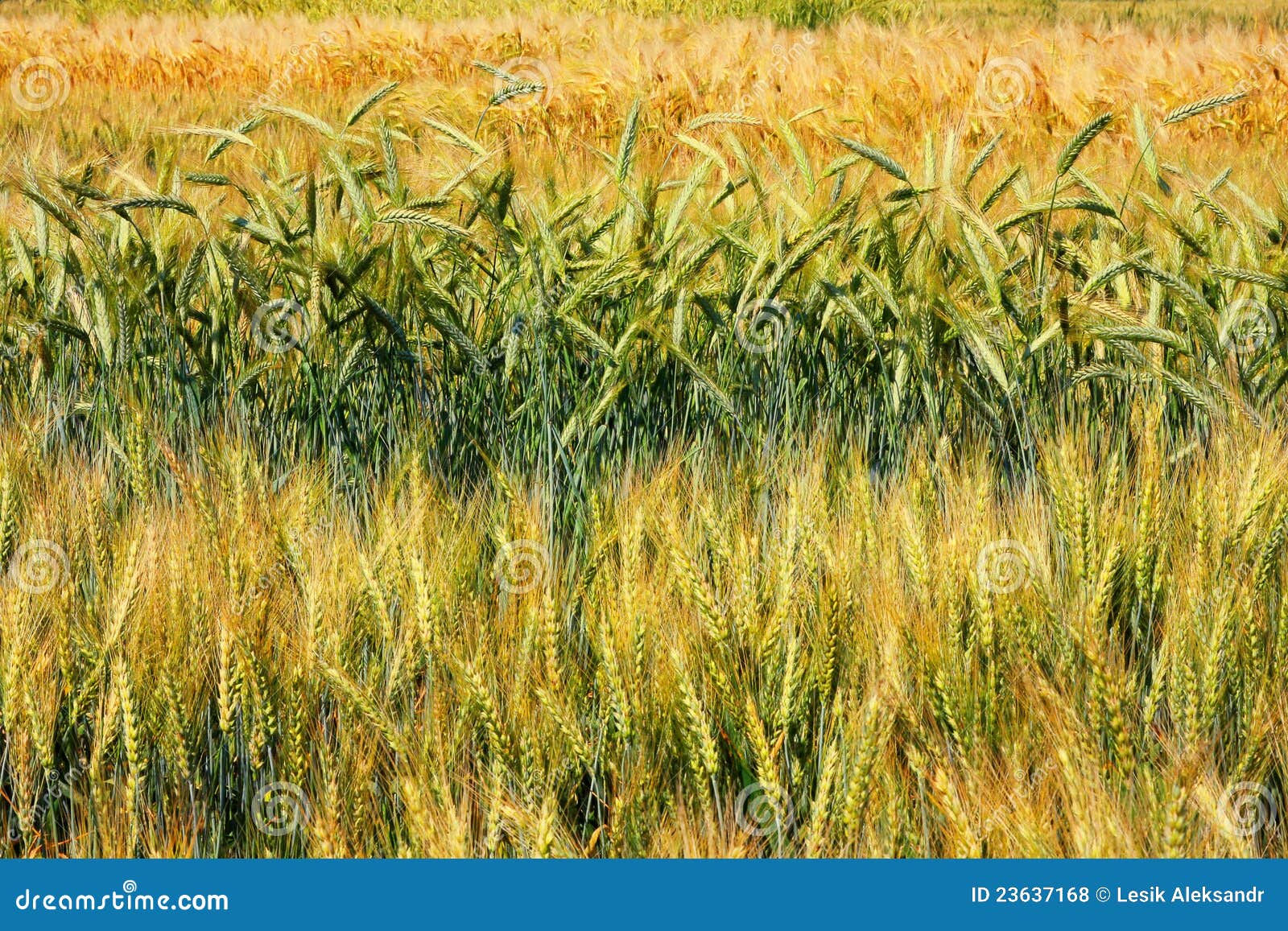 Cultivation of Different Varieties of Wheat Stock Photo - Image of ...