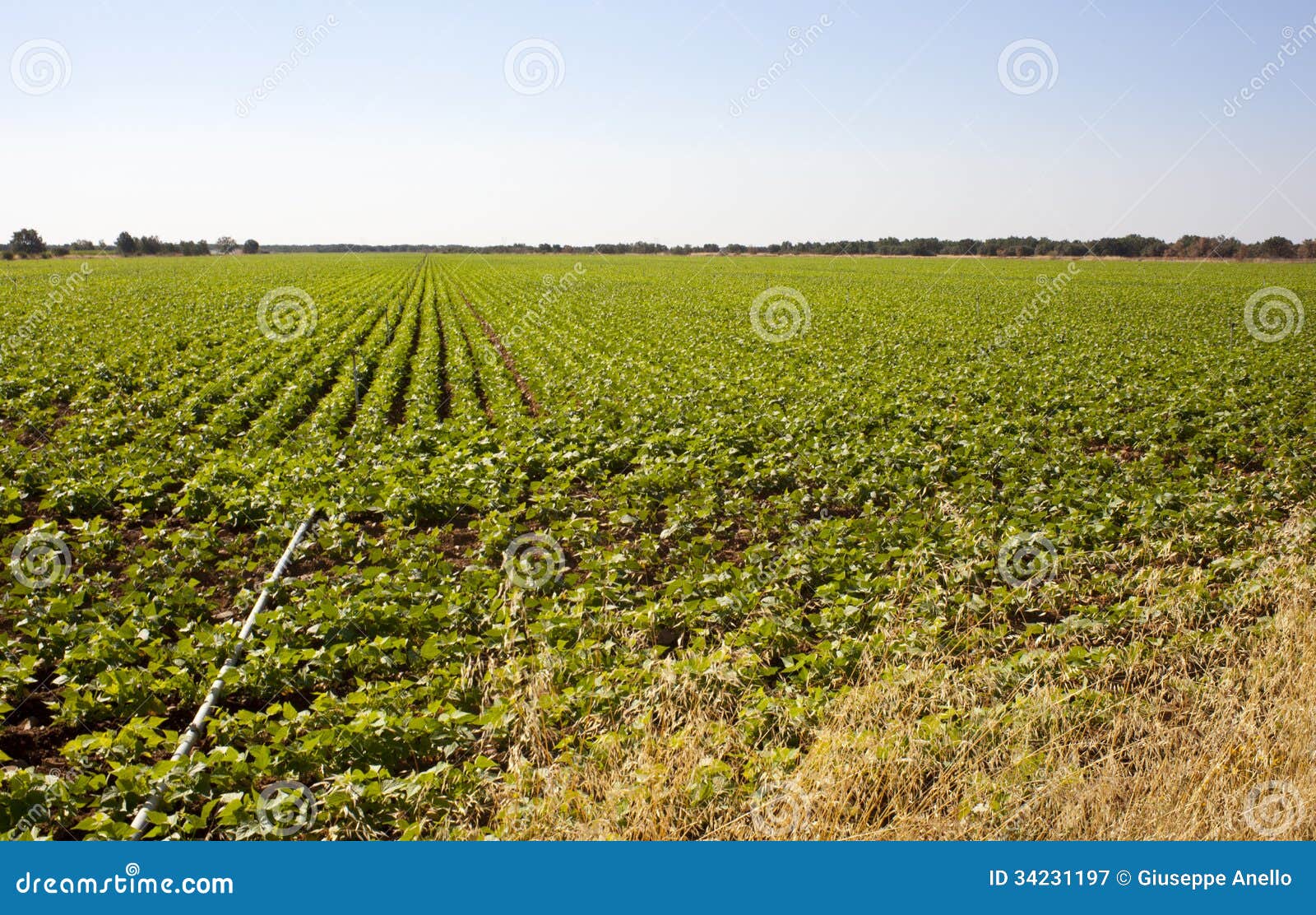 Cultivation stock image. Image of little, botanical, fertilizer - 34231197