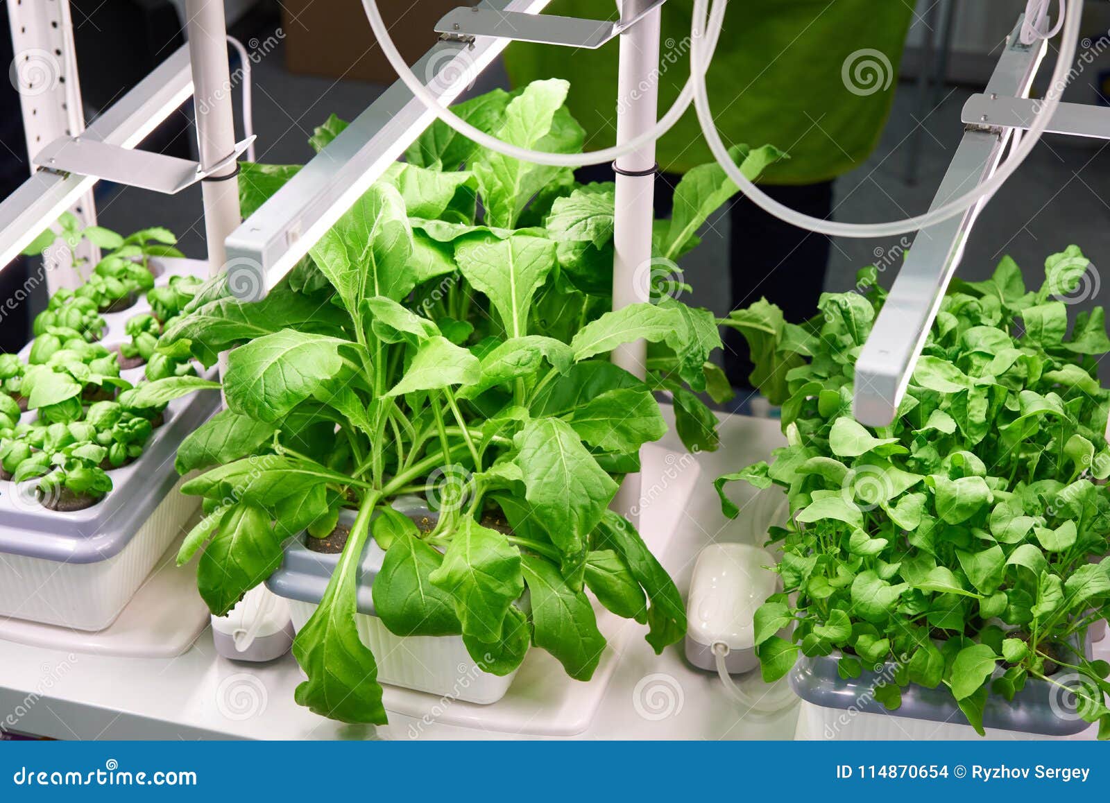 Cultivation of Plants by Modern Methods Stock Photo - Image of method ...