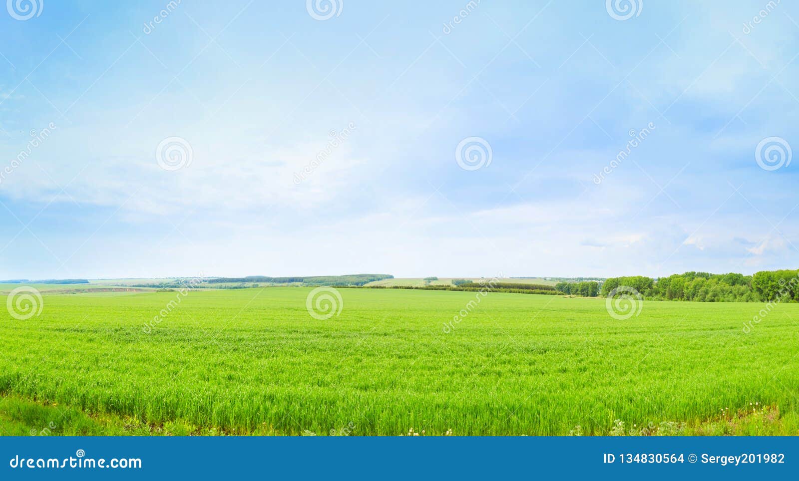 Cultivation of Forage Crops on the Field Stock Photo - Image of meadow ...