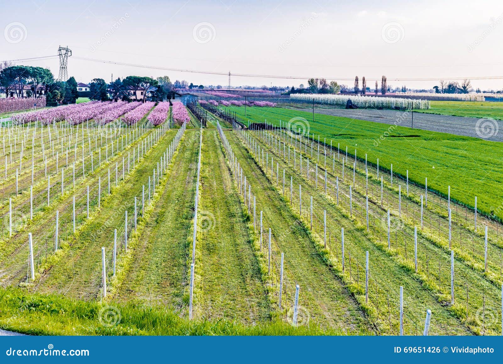 Cultivation of fruit trees stock photo. Image of cultivation - 69651426