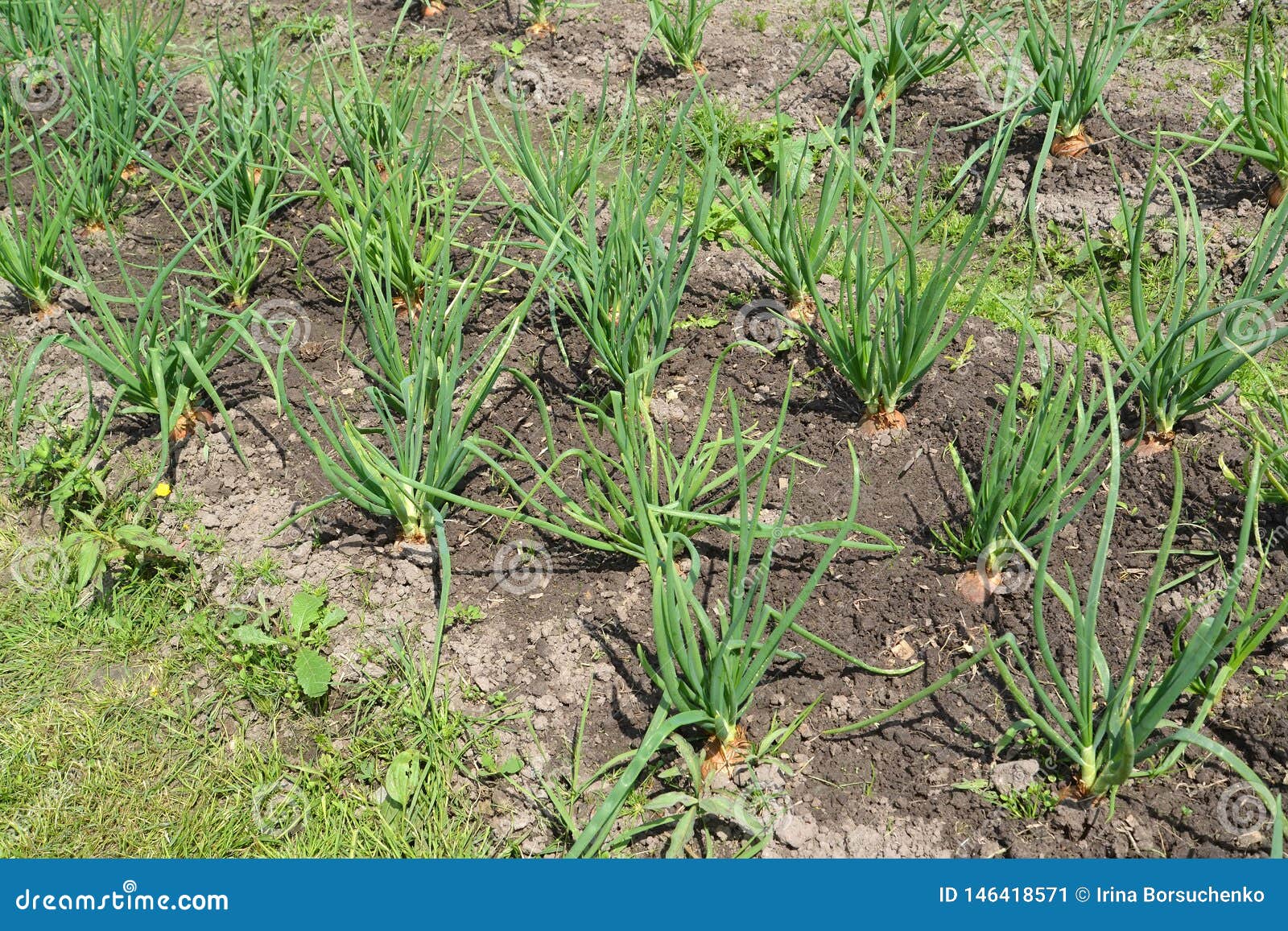 Cultivation Of Onions In The Garden With Drip Irrigation. The Bed Of ...