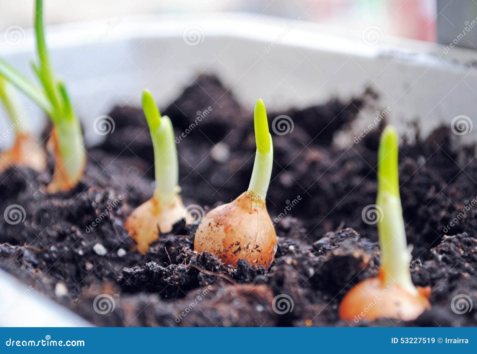 Cultivation of Green Onions Seedlings Stock Image - Image of home ...