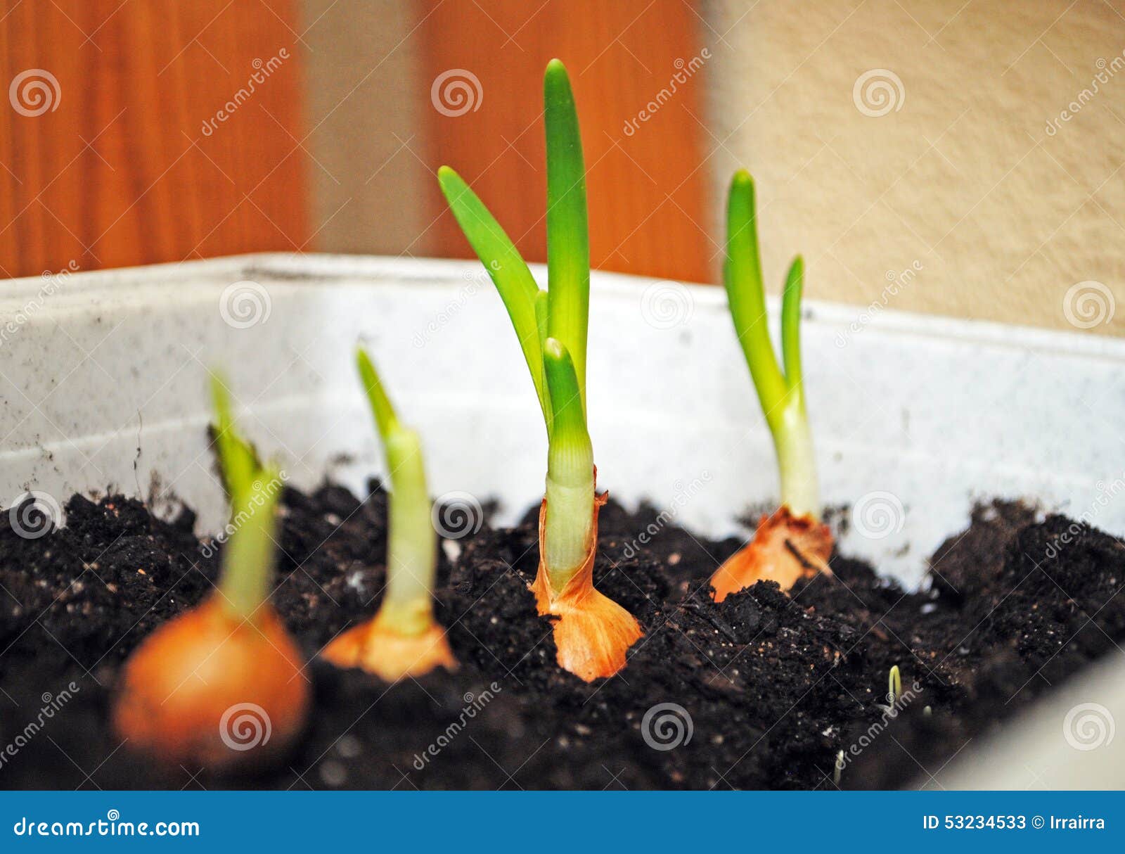 Cultivation of Green Onions Seedlings Stock Image - Image of fresh ...